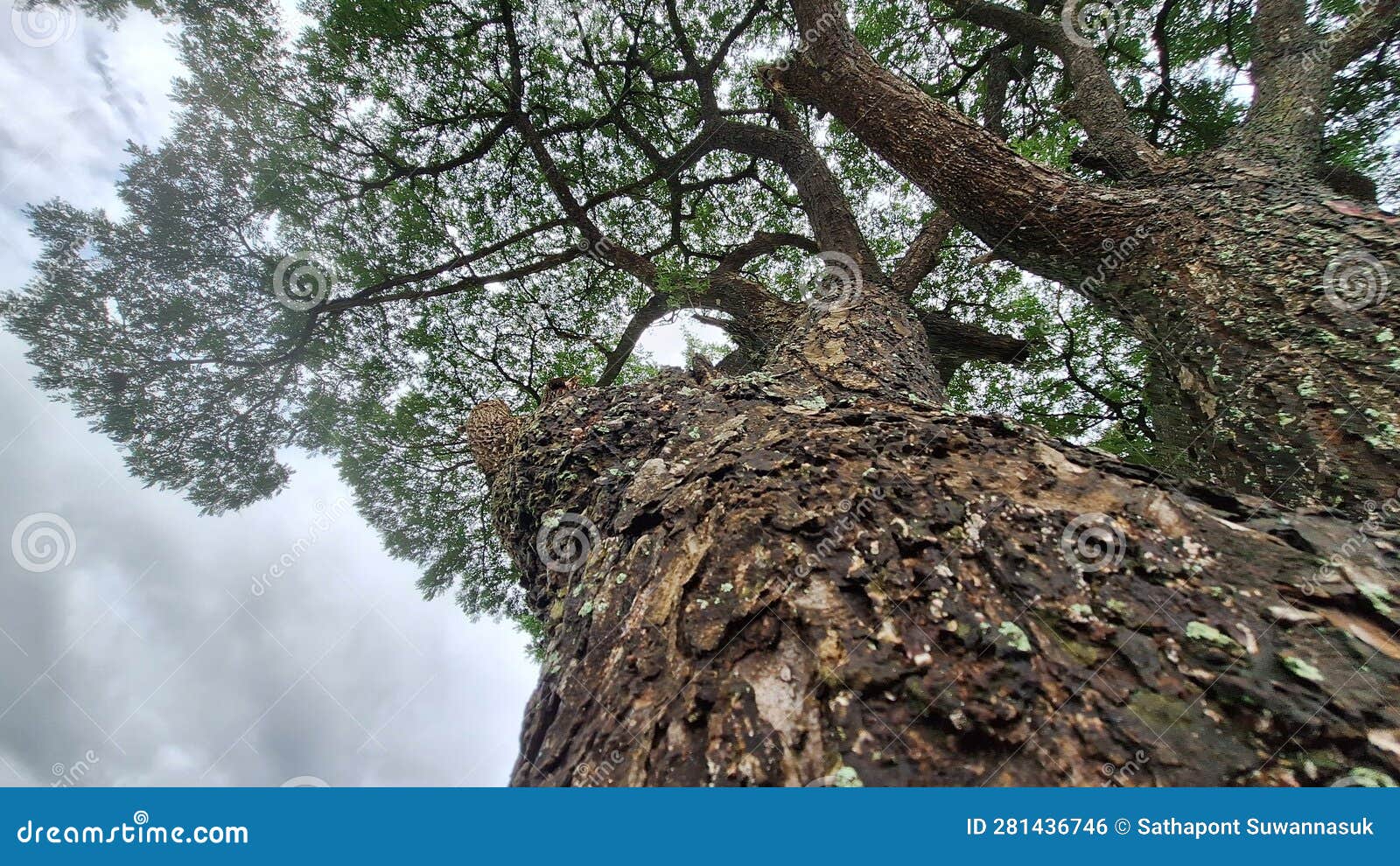 The Naturally Growing Claw Tree Stock Photo - Image of trunk, nature ...