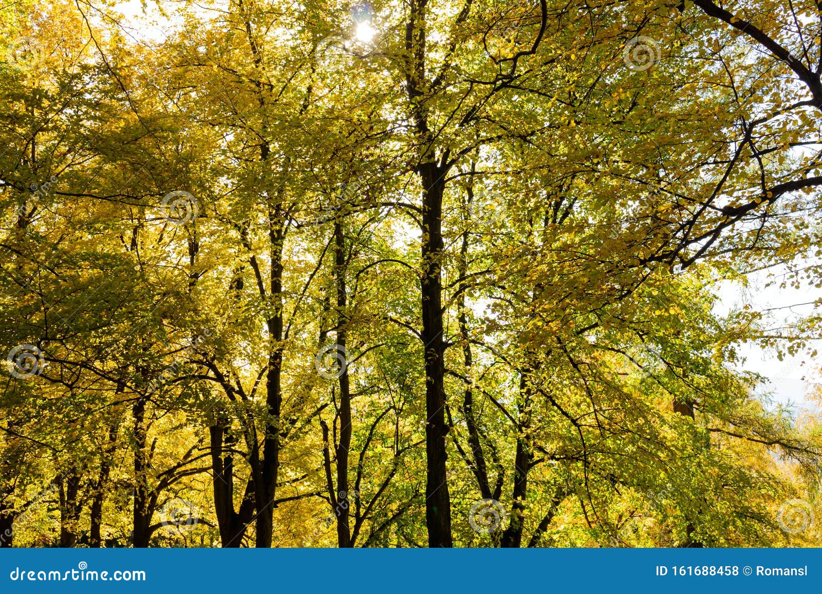Naturally Growing Trees Thrive in a Community that Hides Many Secrets ...