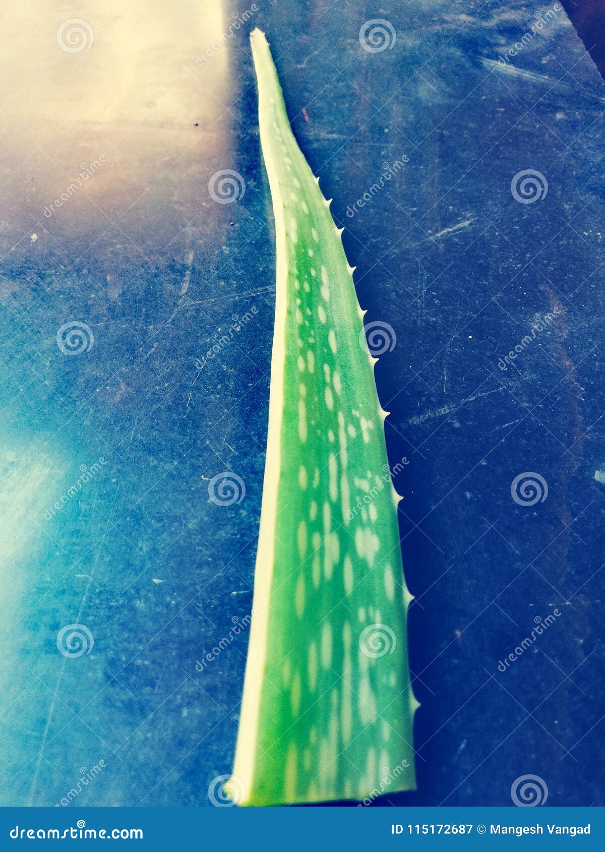 Healthy plants stock image. Image of pimple, plants - 115172687