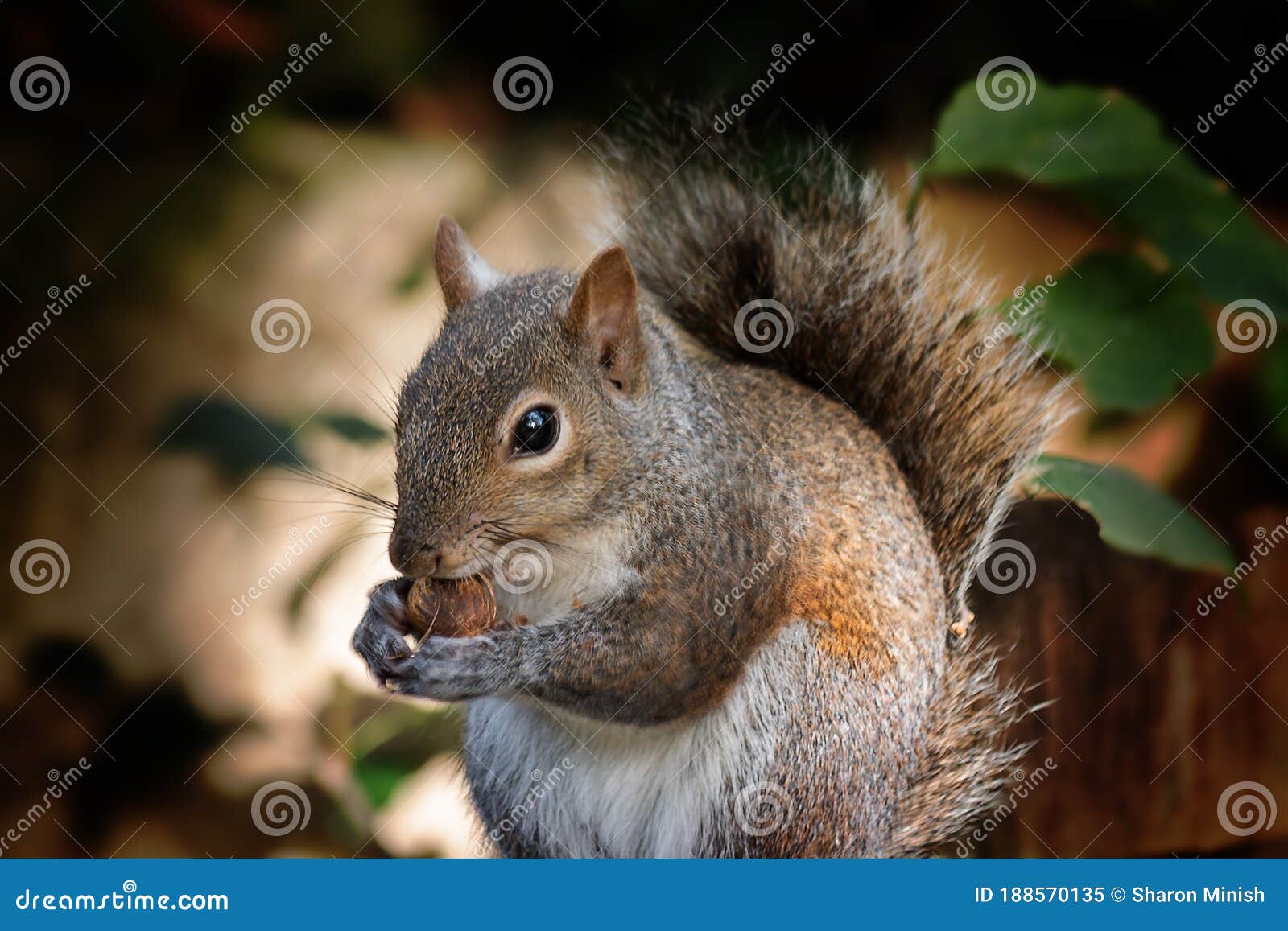 Naturally Nutty Squirrel stock image. Image of bushy - 188570135