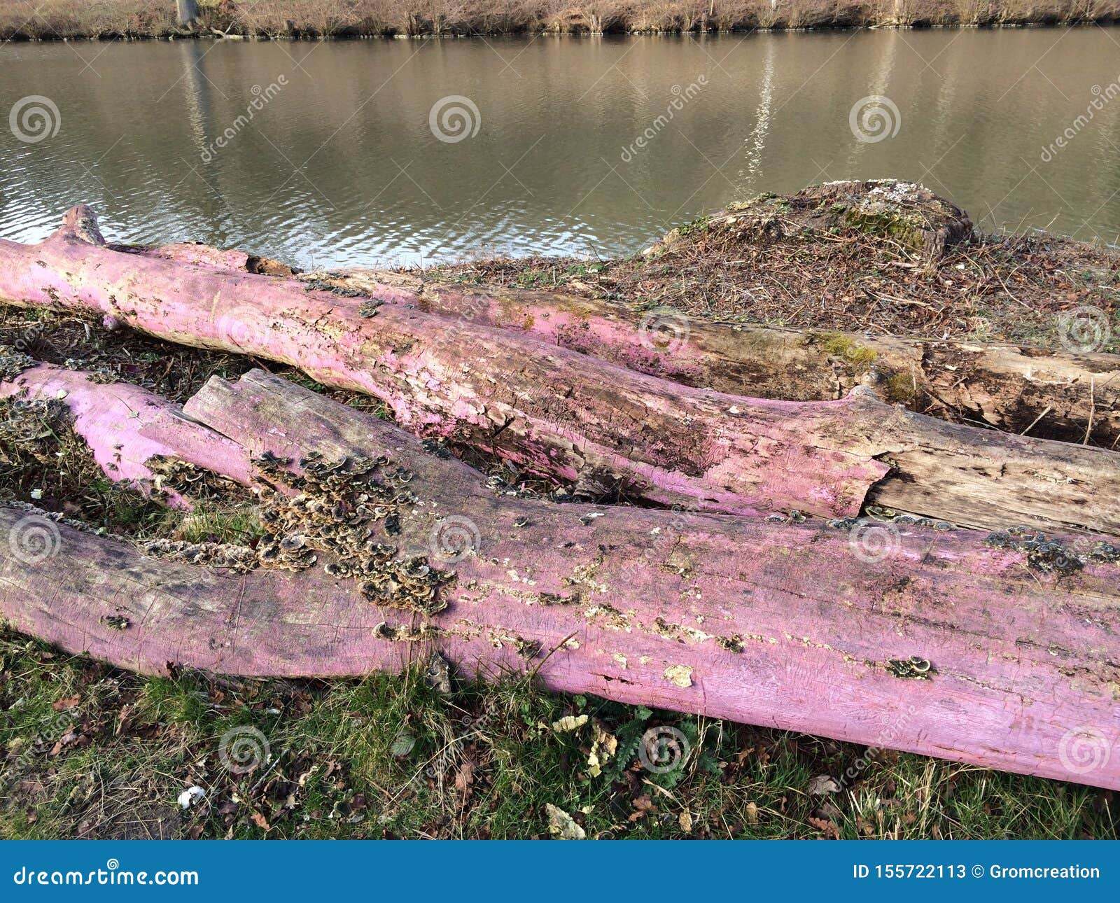 Naturally Pink Colored Wood Stock Image - Image of forest, naturally ...