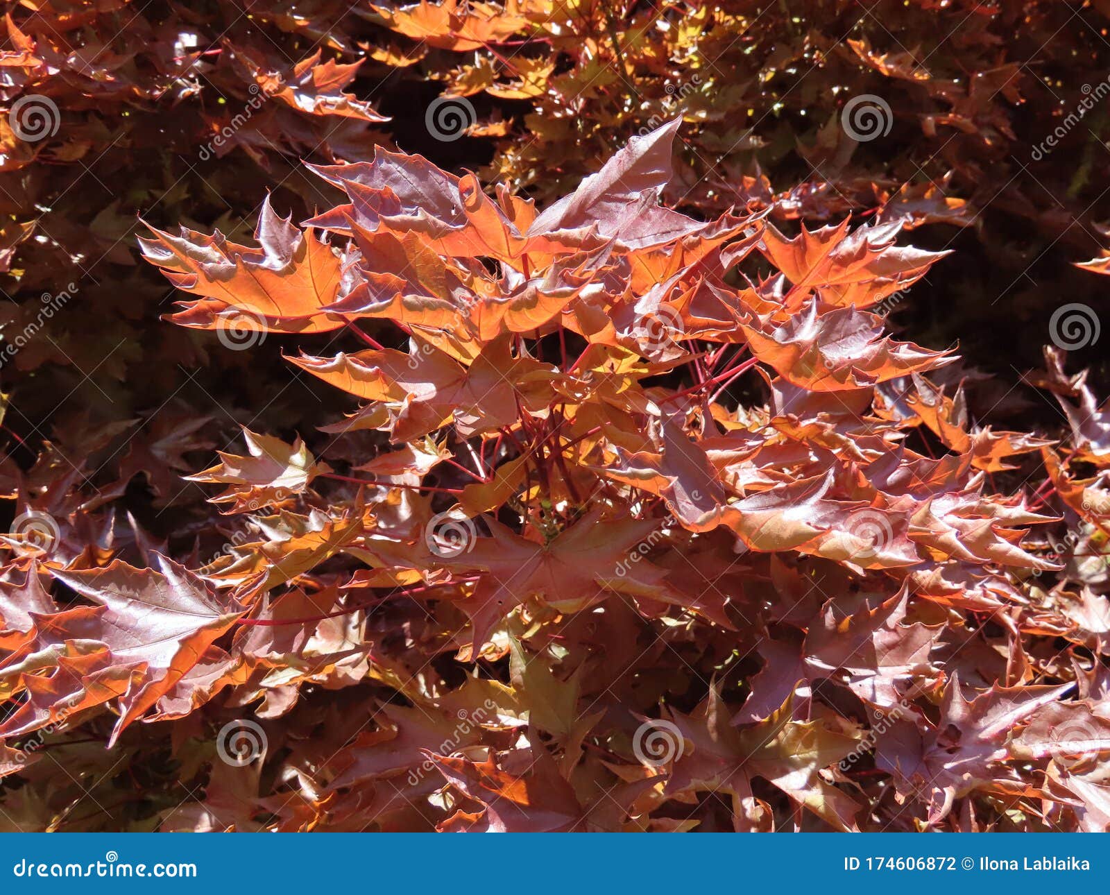 Naturally red maple stock photo. Image of branches, tree - 174606872