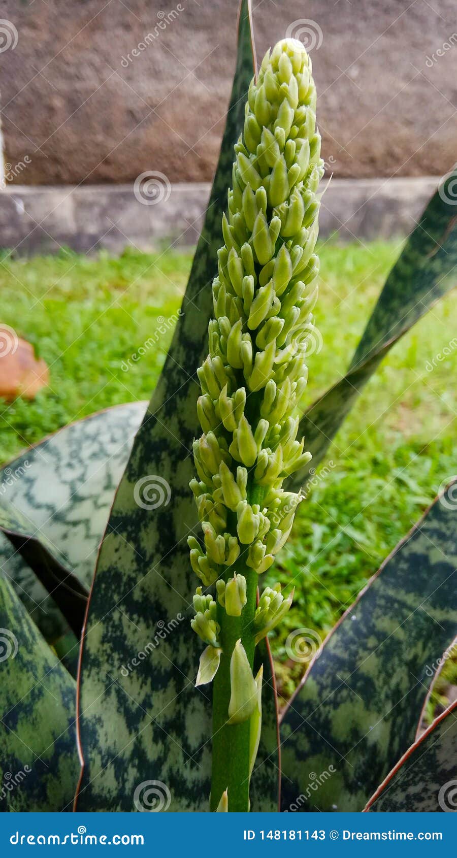 Naturally Tropical Flowers from Java Indonesian Stock Image - Image of ...