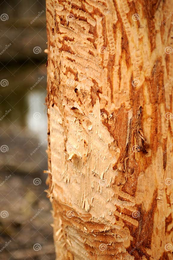 Nature 102 stock photo. Image of forest, bite, outdoors - 13449196