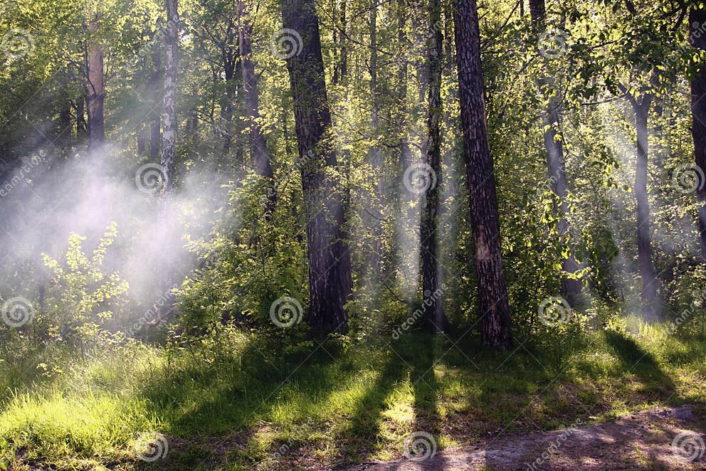 Nature stock image. Image of nature, ground, spruce, rays - 12206203