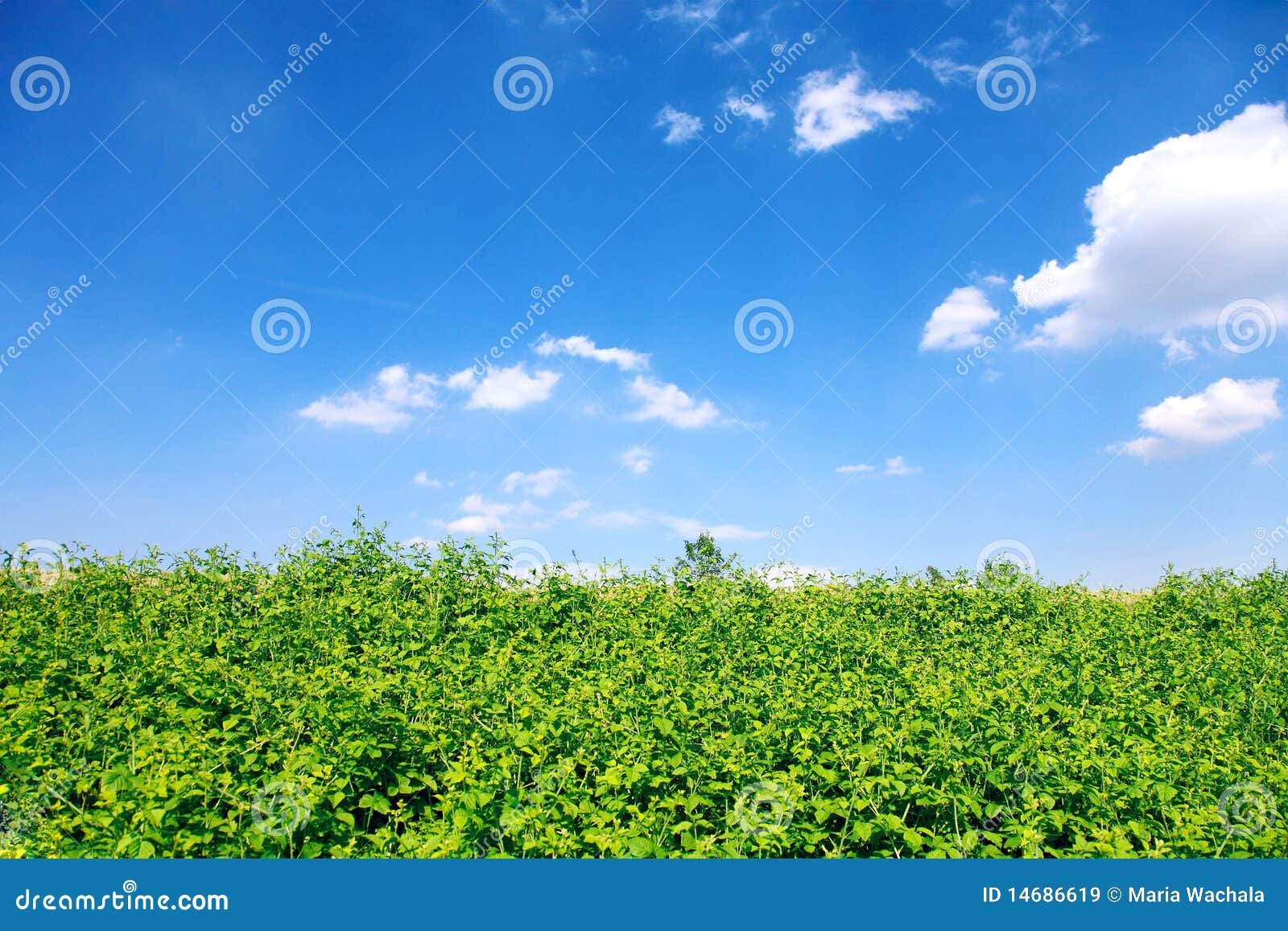 Nature stock image. Image of leaf, season, plain, greenery - 14686619