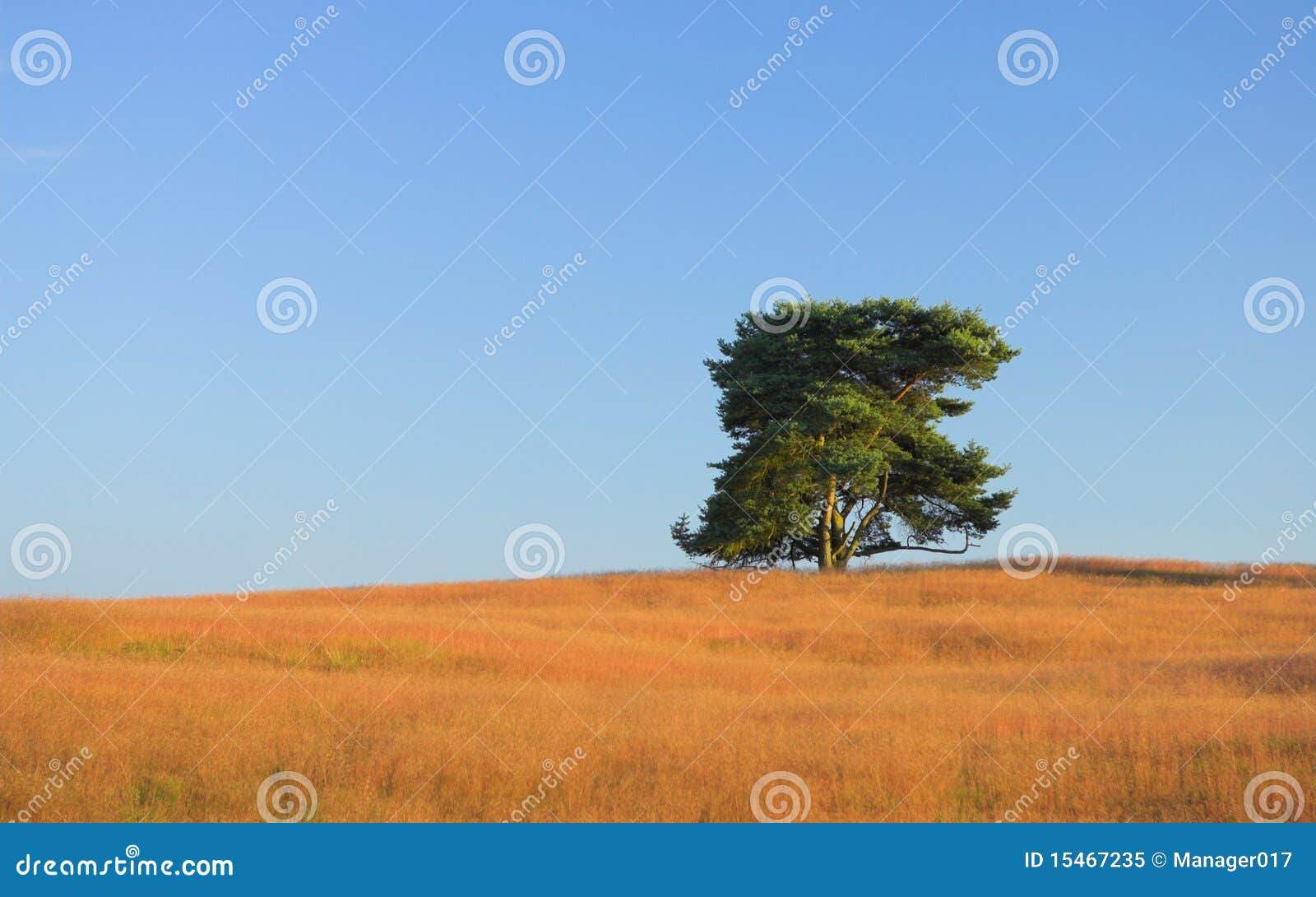 4,549 Nature Corners Stock Photos - Free & Royalty-Free Stock Photos ...
