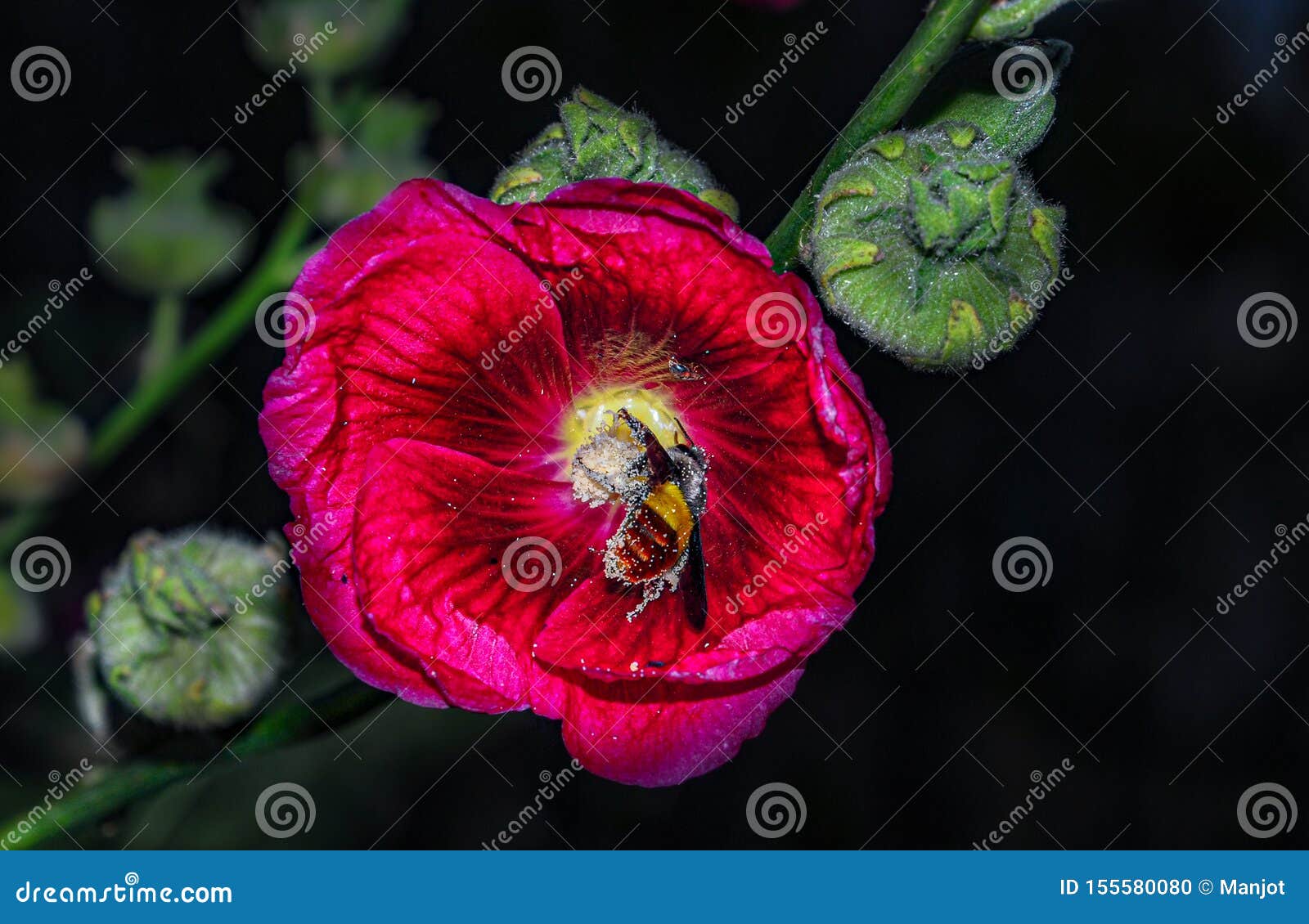 Red Flower with Honey Bee in June Stock Photo - Image of leaf, macro ...