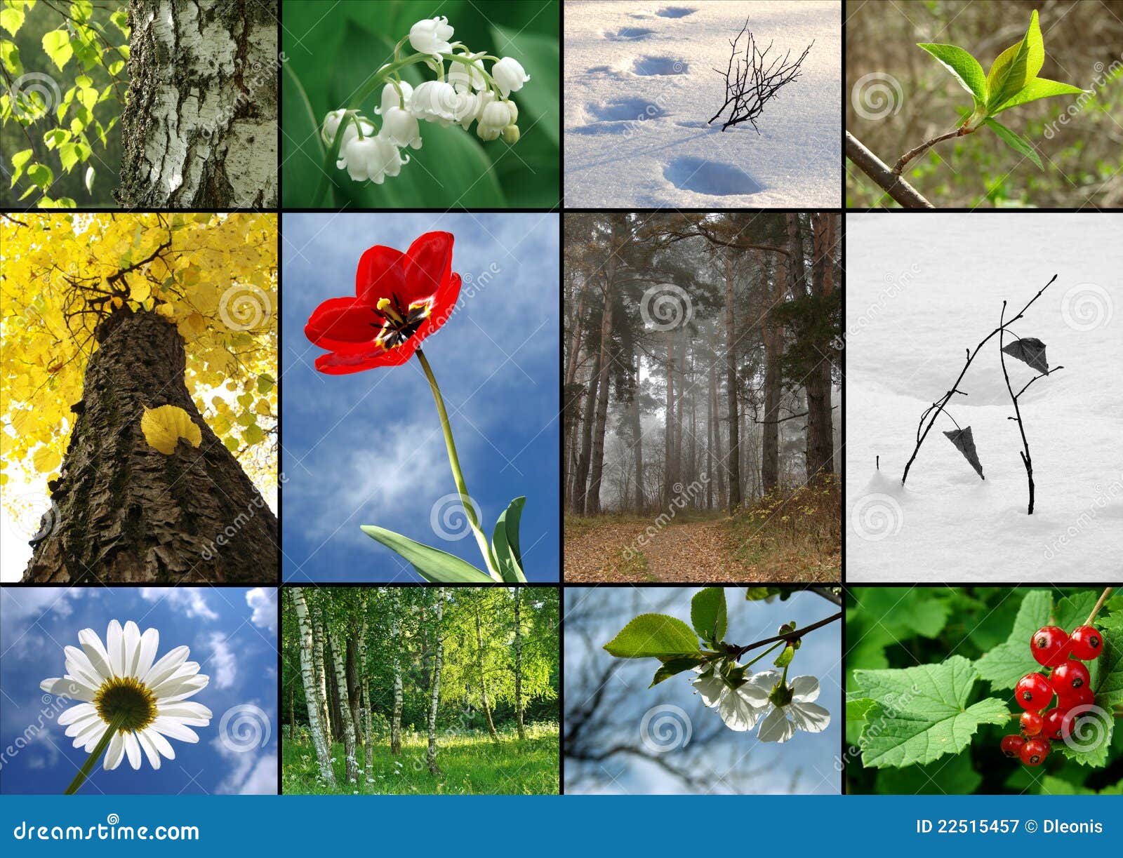 Nature stock image. Image of collection, lily, outdoor - 22515457