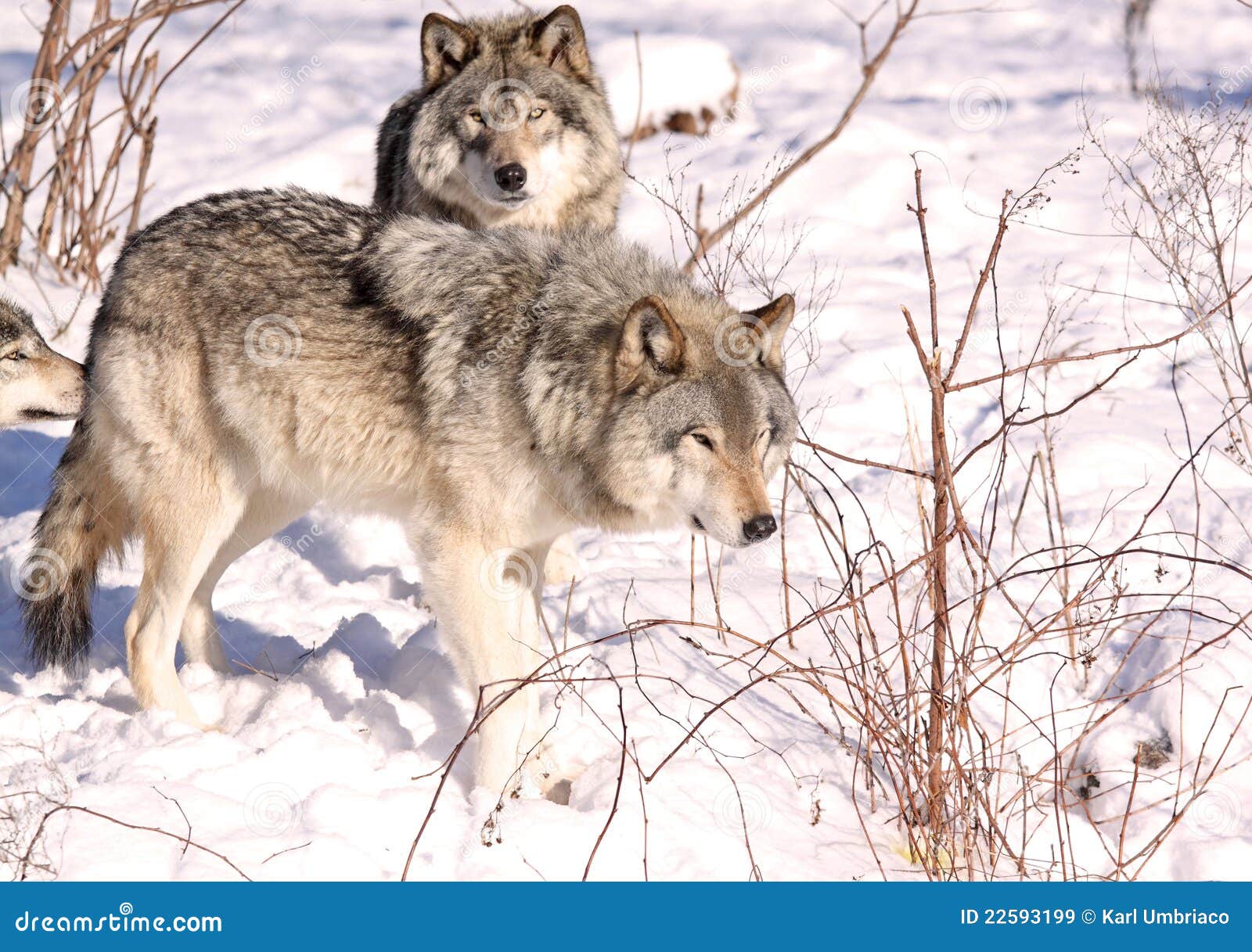 In nature stock image. Image of mammal, forest, wolf - 22593199