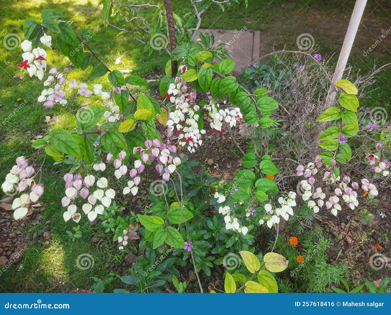 Nature is nature stock photo. Image of meadow, produce - 257618416