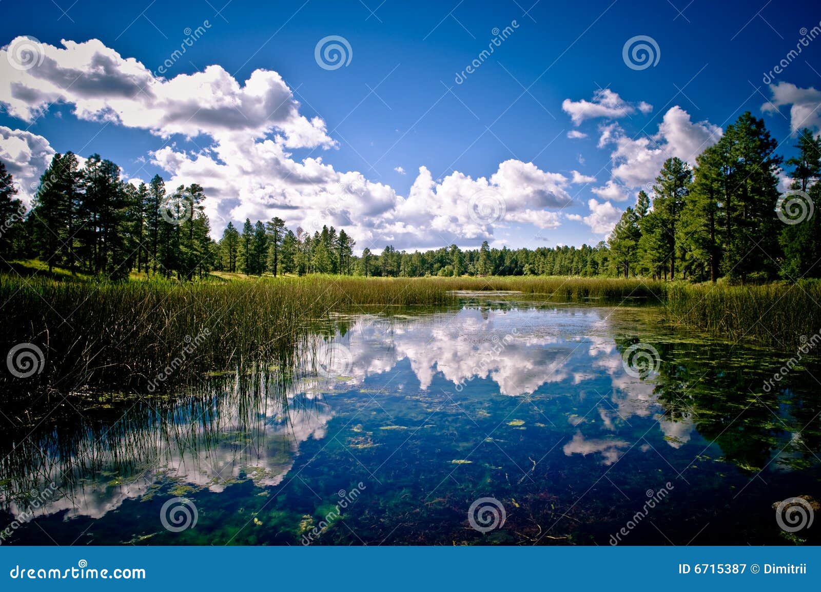Nature stock image. Image of clear, pinetop, hiking, forest - 6715387