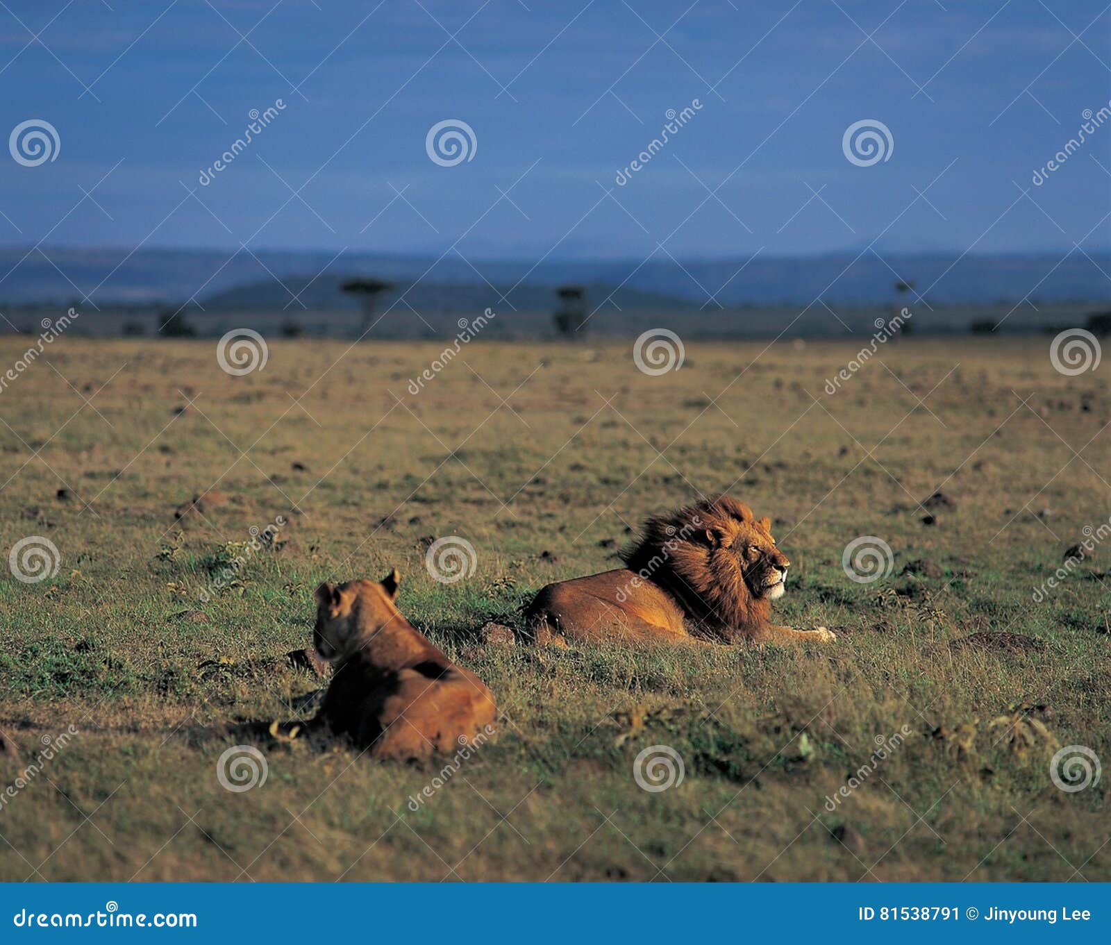 Nature stock image. Image of outdoors, lion, moor, nature - 81538791