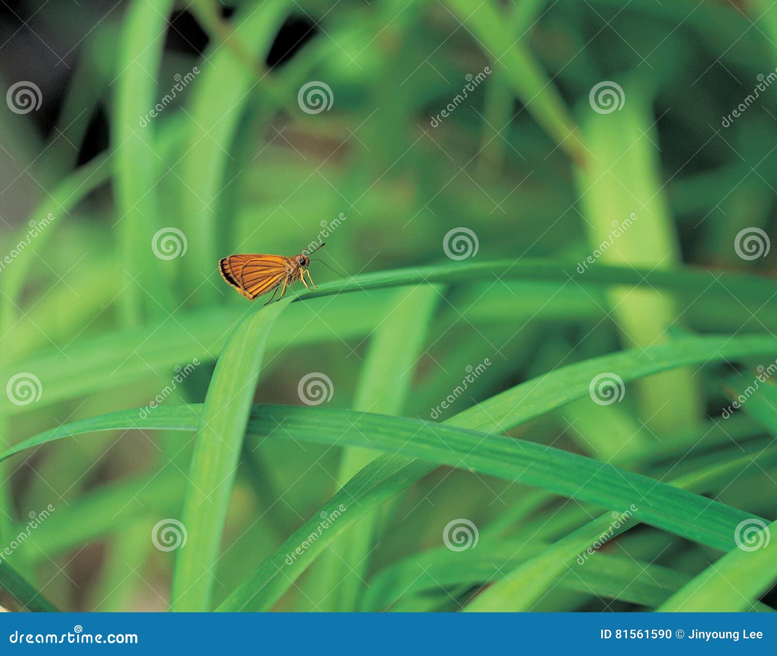 Nature stock photo. Image of outdoors, blade, insects - 81561590