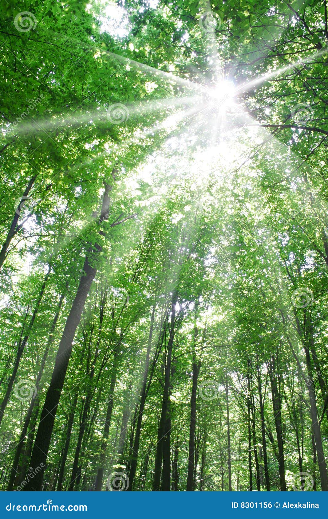 Nature stock photo. Image of outdoor, bright, sunlight - 8301156