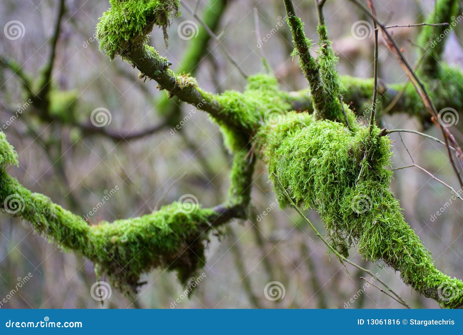 Nature Abstract stock photo. Image of ecosystem, abstract - 13061816