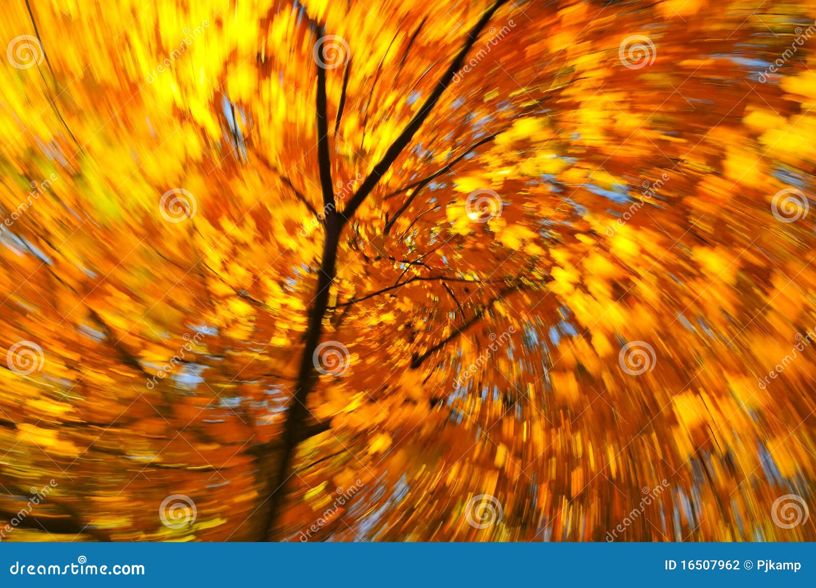 Nature abstract stock photo. Image of abstract, forest - 16507962