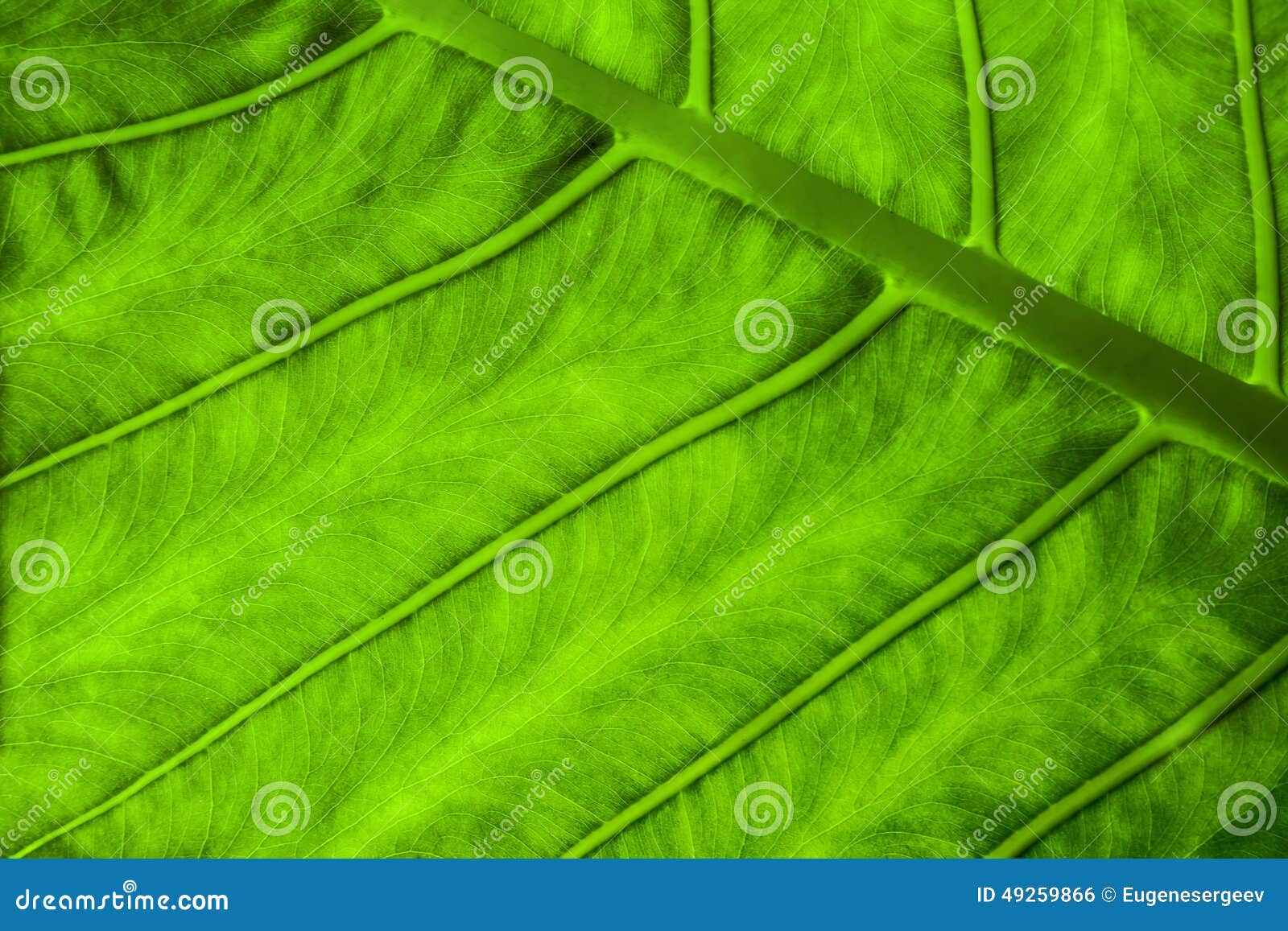 11,944 Nature Micro Texture Stock Photos - Free & Royalty-Free Stock ...