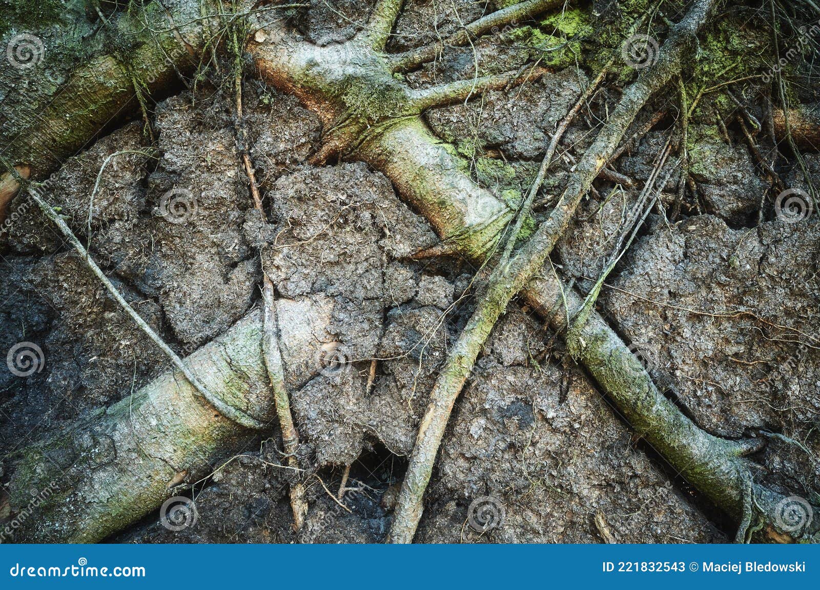 Nature Abstract Background Made of Tree Roots and Earth Stock Image ...