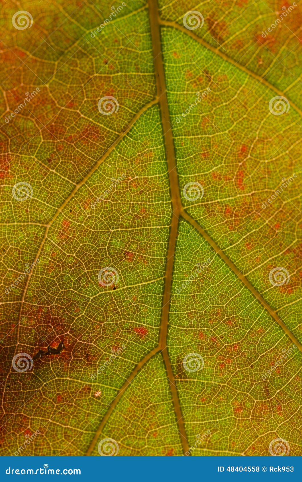Nature Abstract - Cells and Veins of a Dying Leaf Stock Photo - Image ...