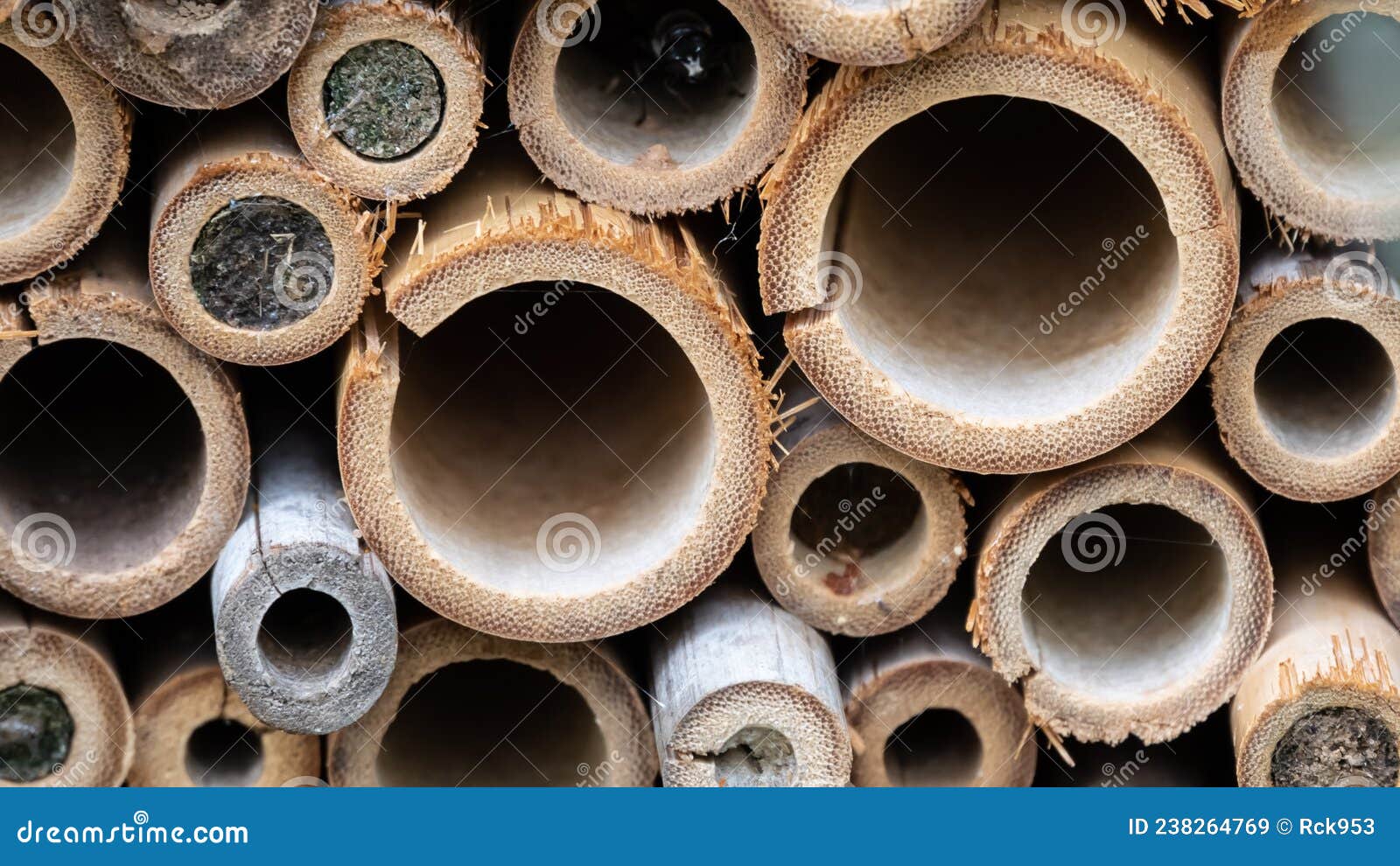 Nature Abstract: Close Look at a Collection of Bee Tubes Stock Image ...