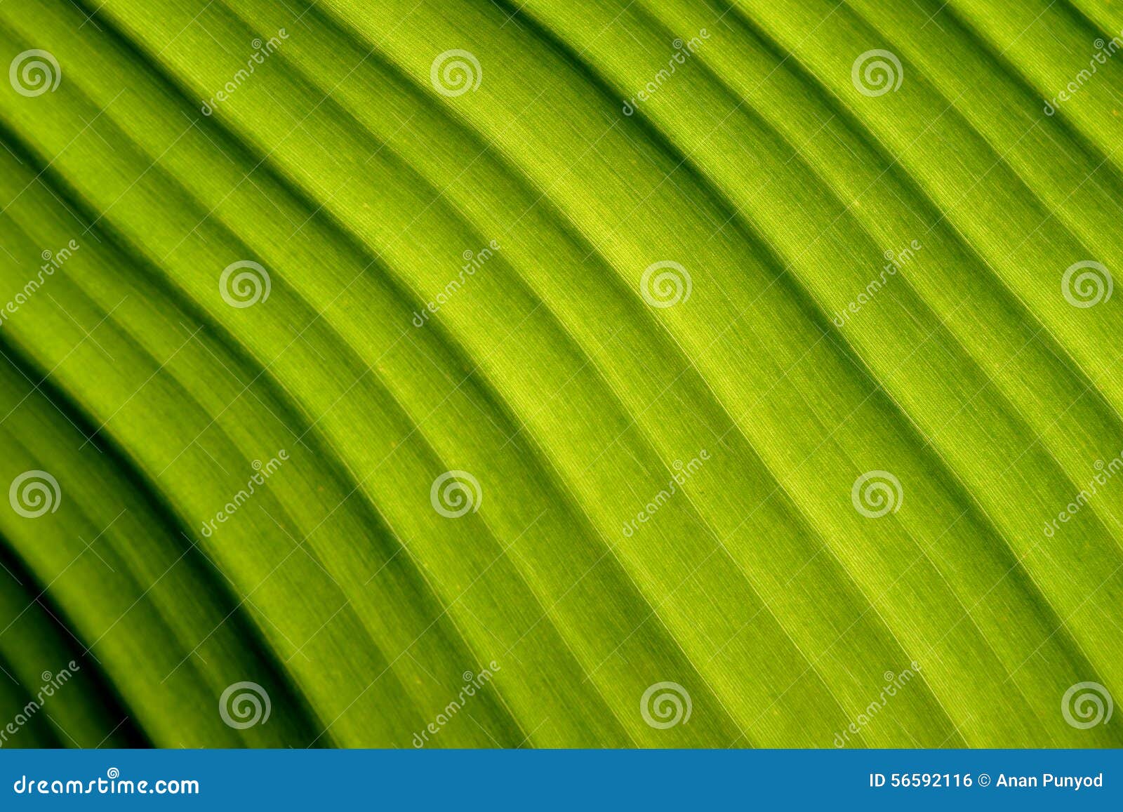 Diagonal Lines In Nature