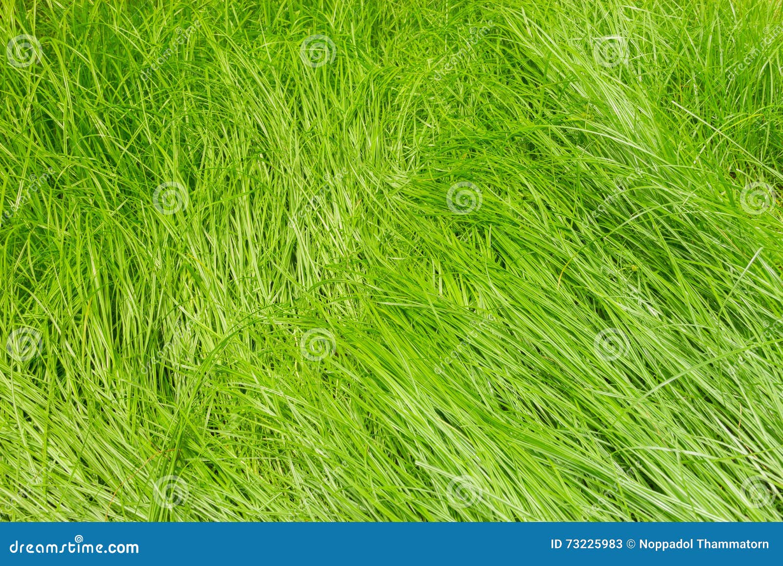 Nature Abstract with Green Grass Background Stock Image - Image of ...