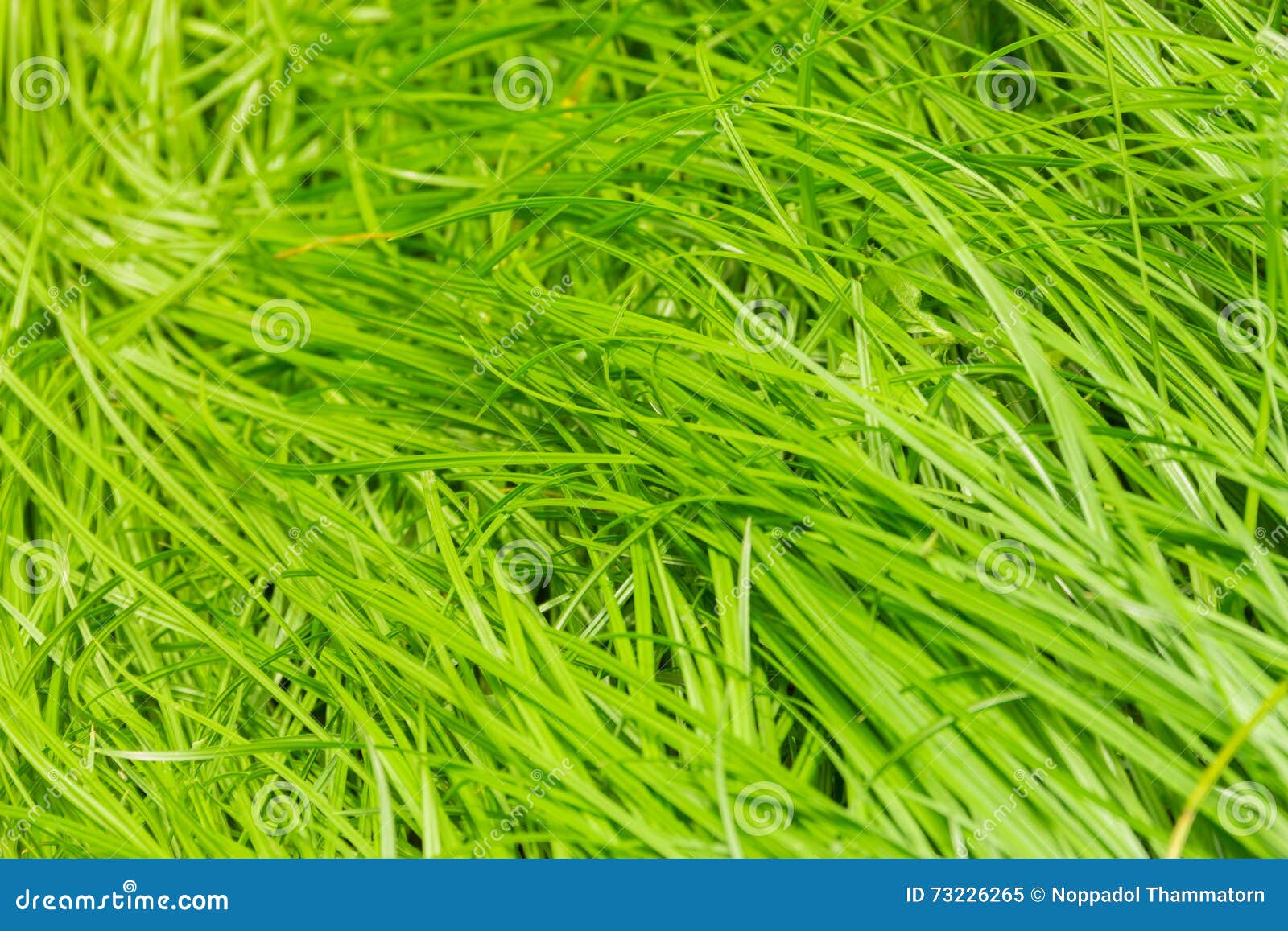 Nature Abstract with Green Grass Background Stock Image - Image of ...