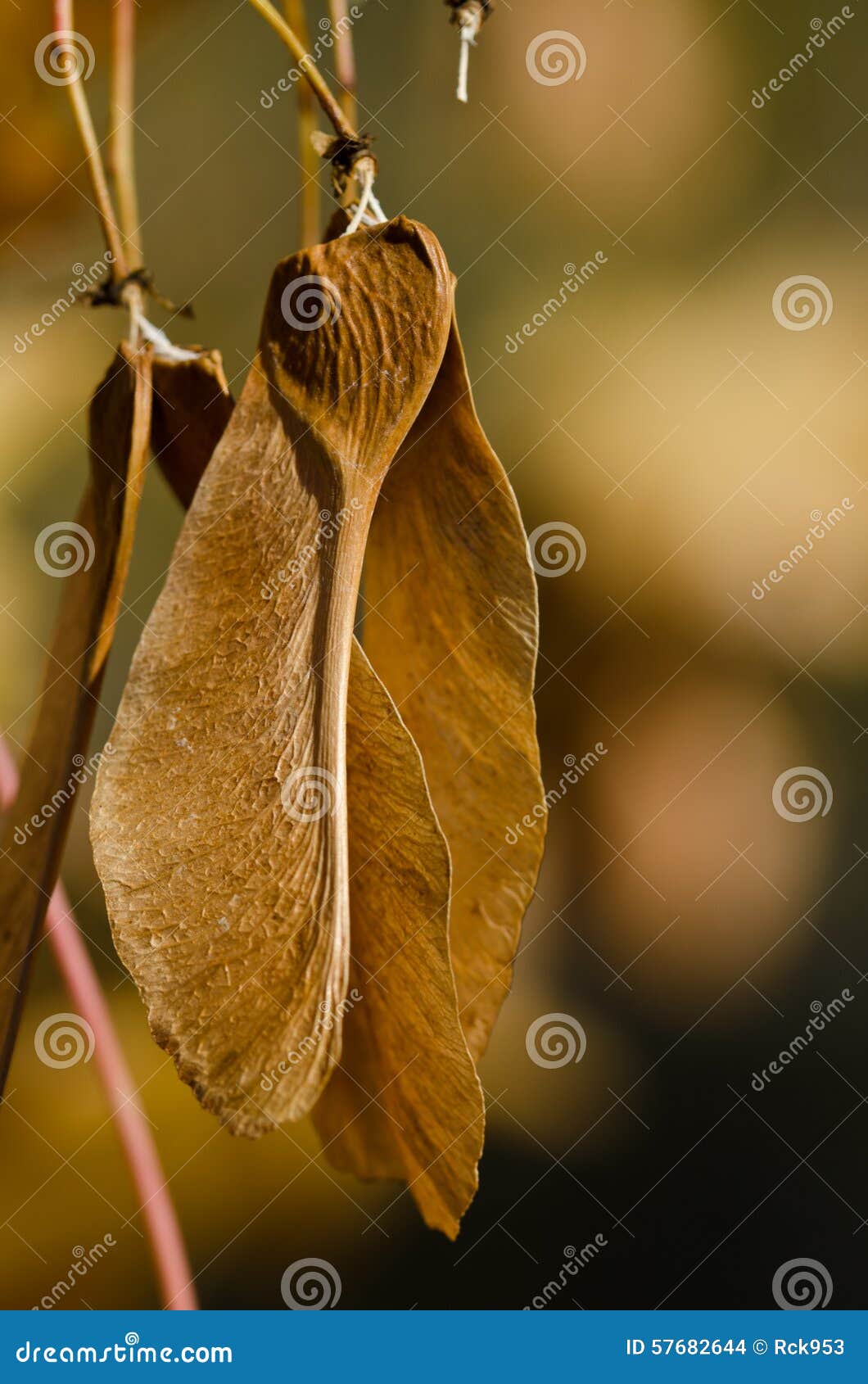 Nature Abstract - Maple Seed Wings Stock Photo - Image of autumn, dying ...