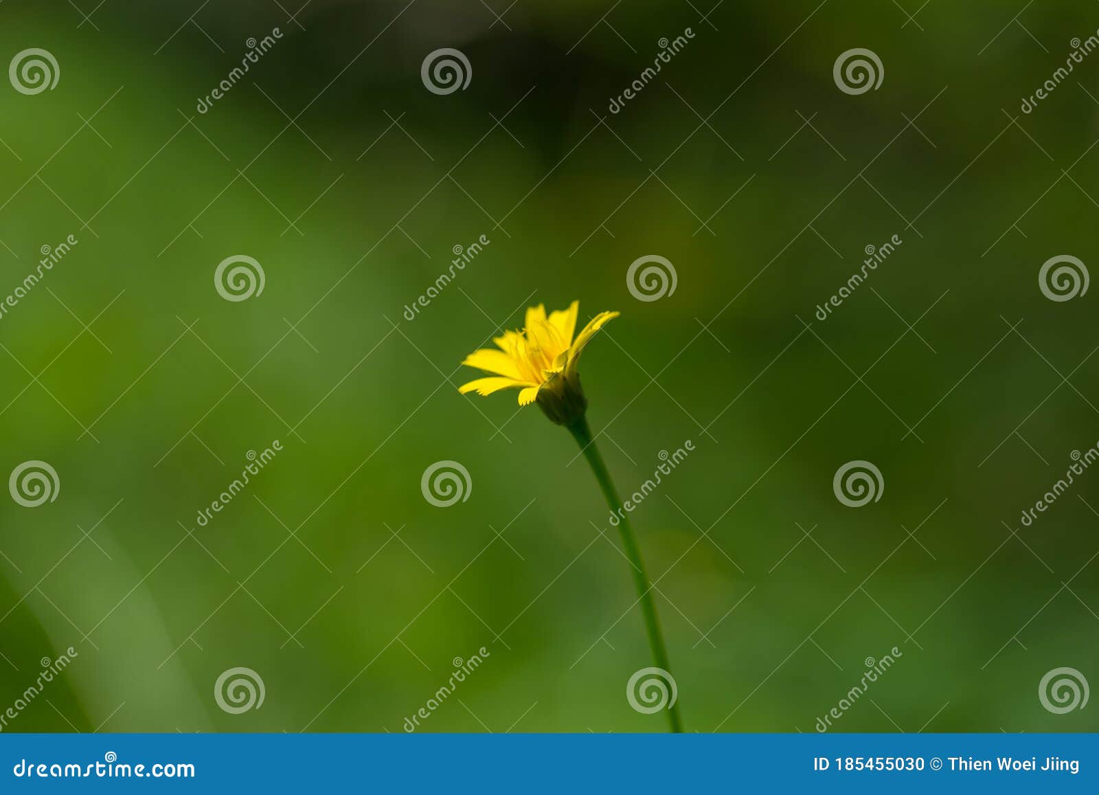 Nature Abstract Soft Focus on Flower Stock Photo - Image of background ...