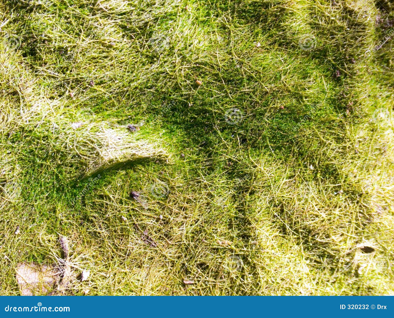 Nature abstract texture stock photo. Image of background - 320232