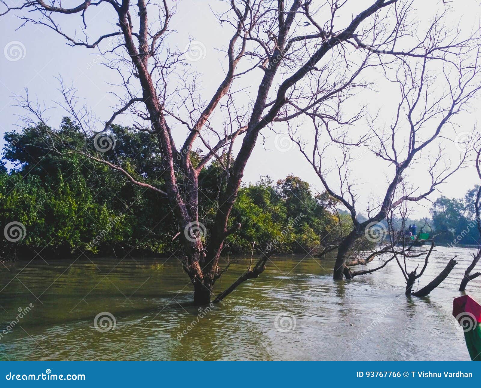 Nature stock photo. Image of nature, structure, tree - 93767766