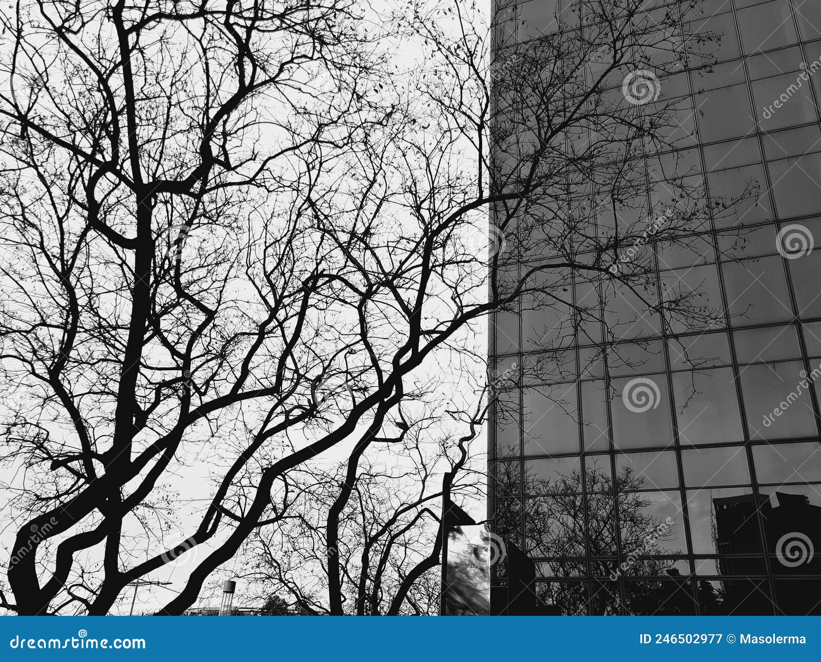 Nature Against Civilization. Building and Tree Stock Image - Image of ...