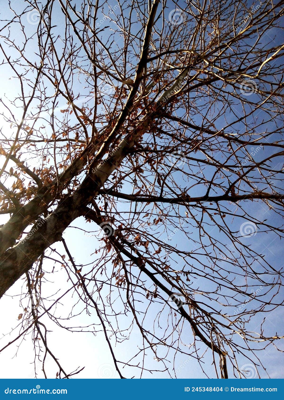 Nature Alaskan spring dusk stock photo. Image of spring - 245348404