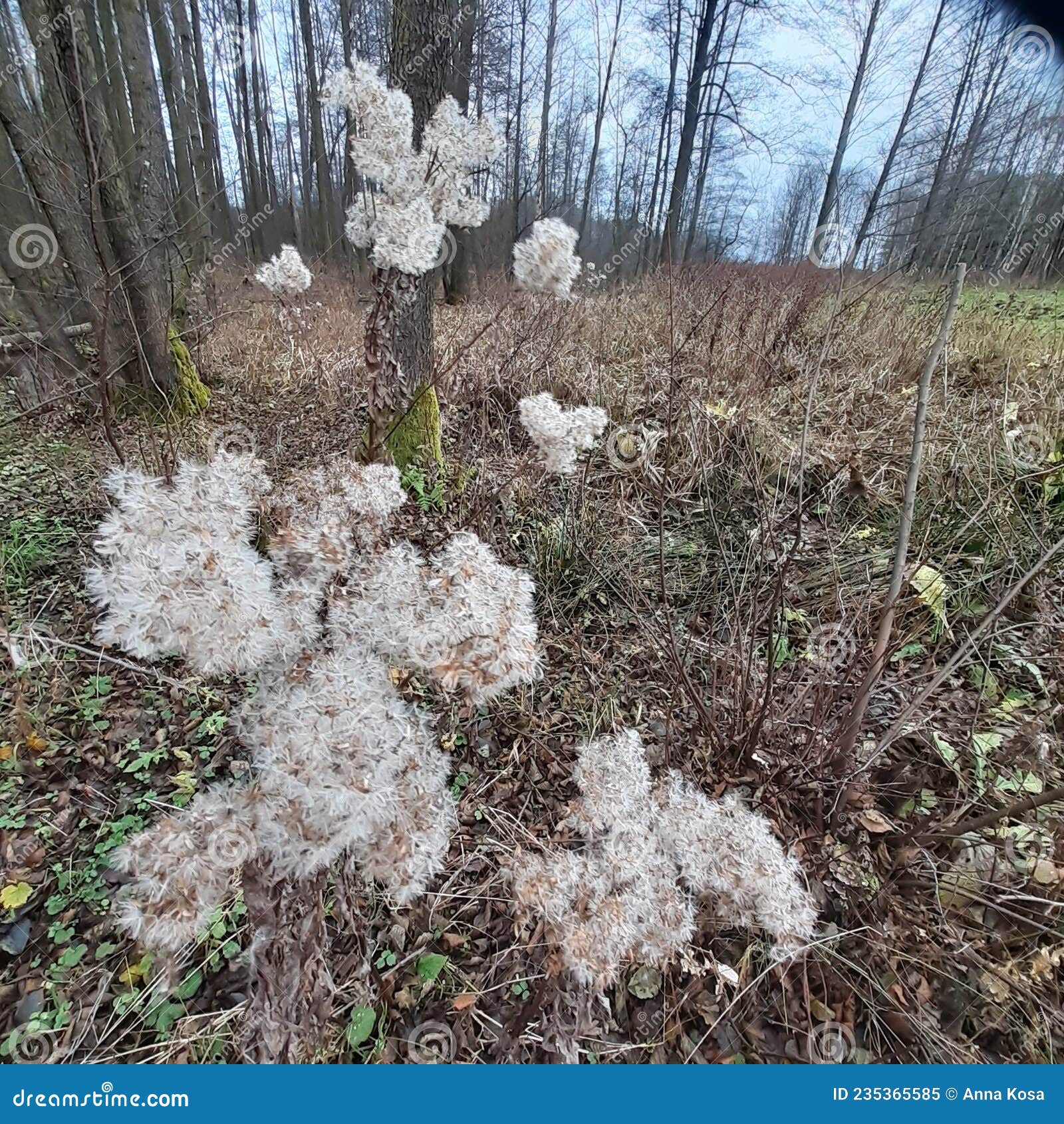 Autumn tree, day, alder stock image. Image of trees - 235365585