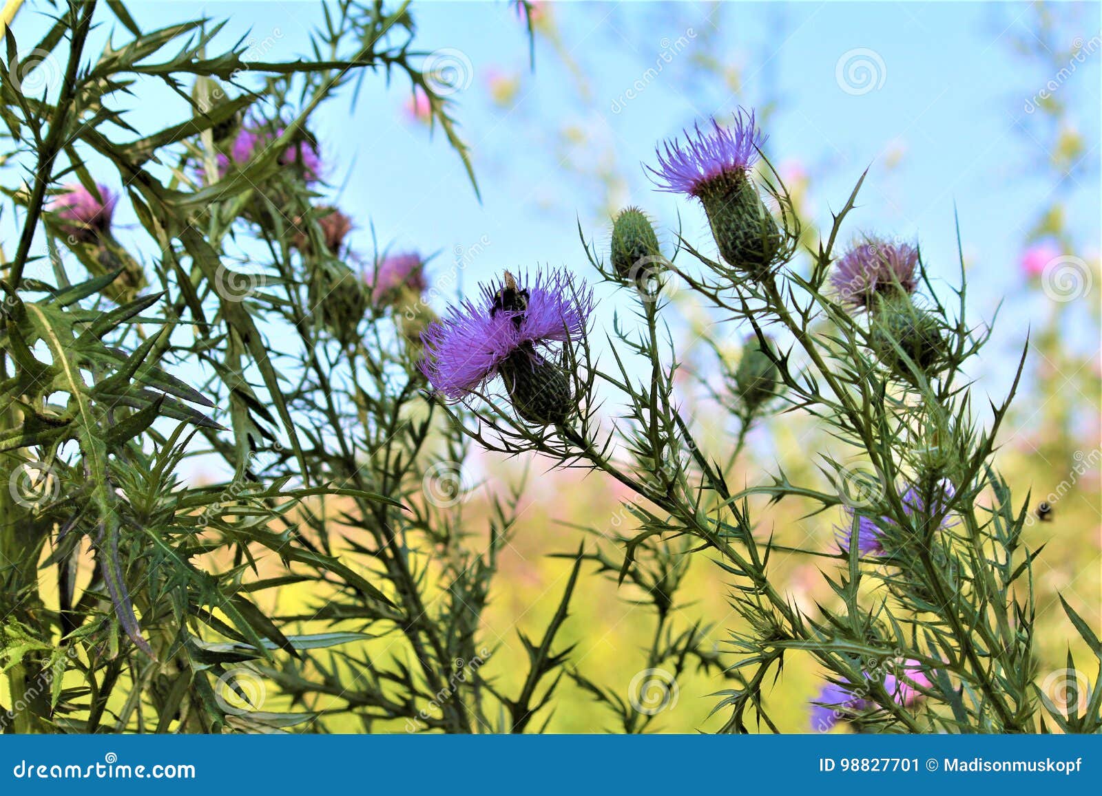 Scottish Thistle stock image. Image of nature, color - 98827701