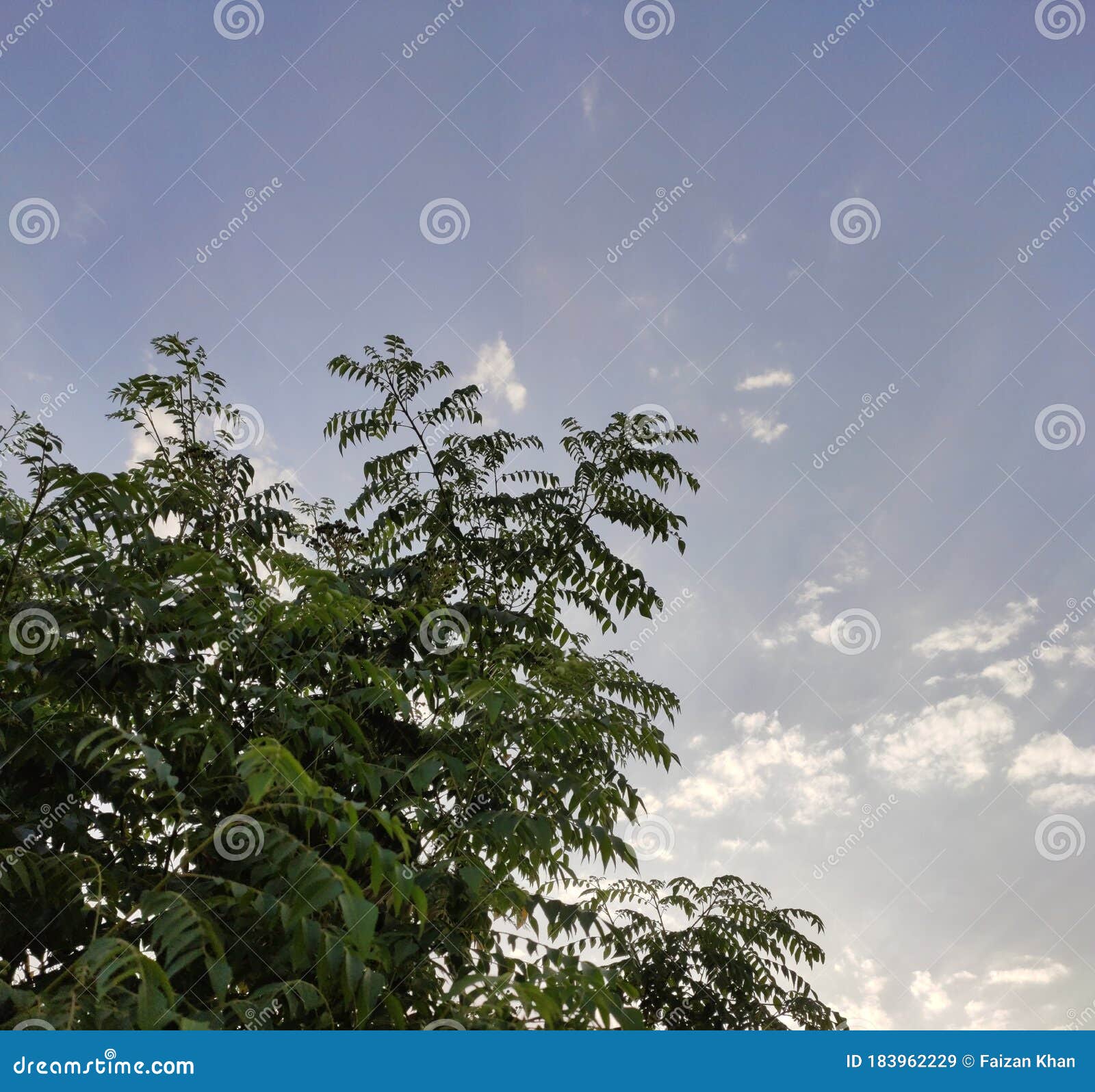 Nature with all its Beauty stock image. Image of leaf - 183962229