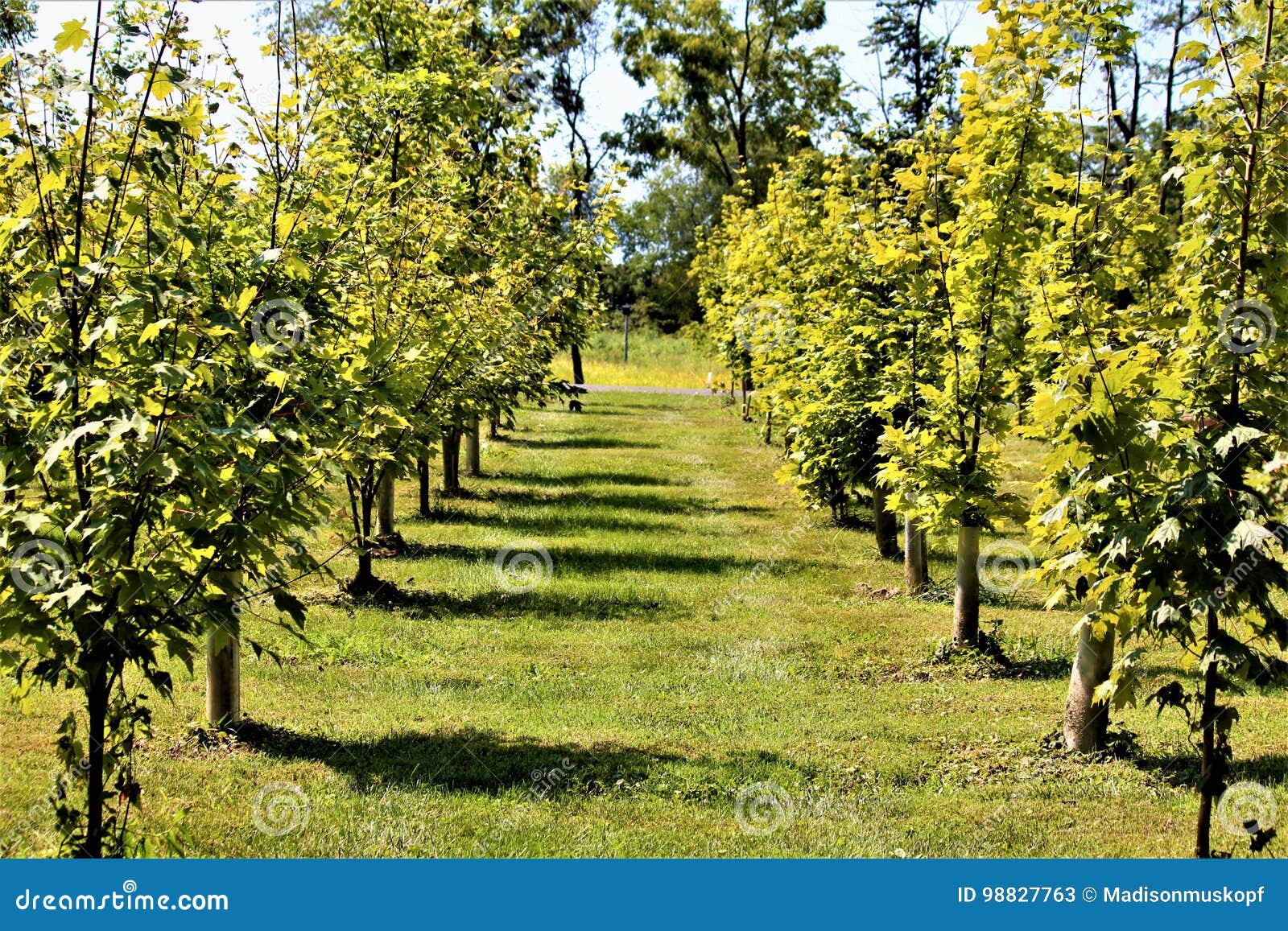 Tree Row stock image. Image of nursery, growing, plantation - 98827763