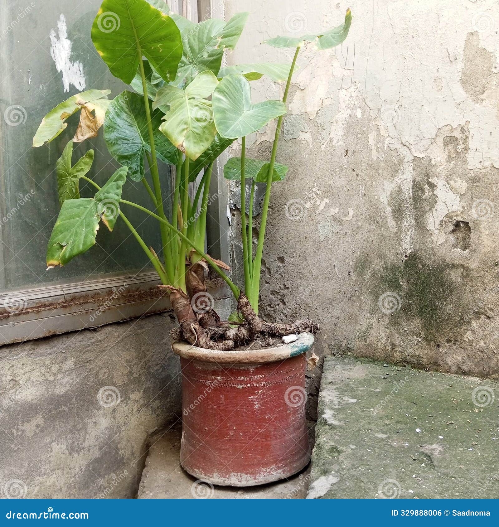 Nature for Allah Plant Flower Natural Stock Photo - Image of flower ...