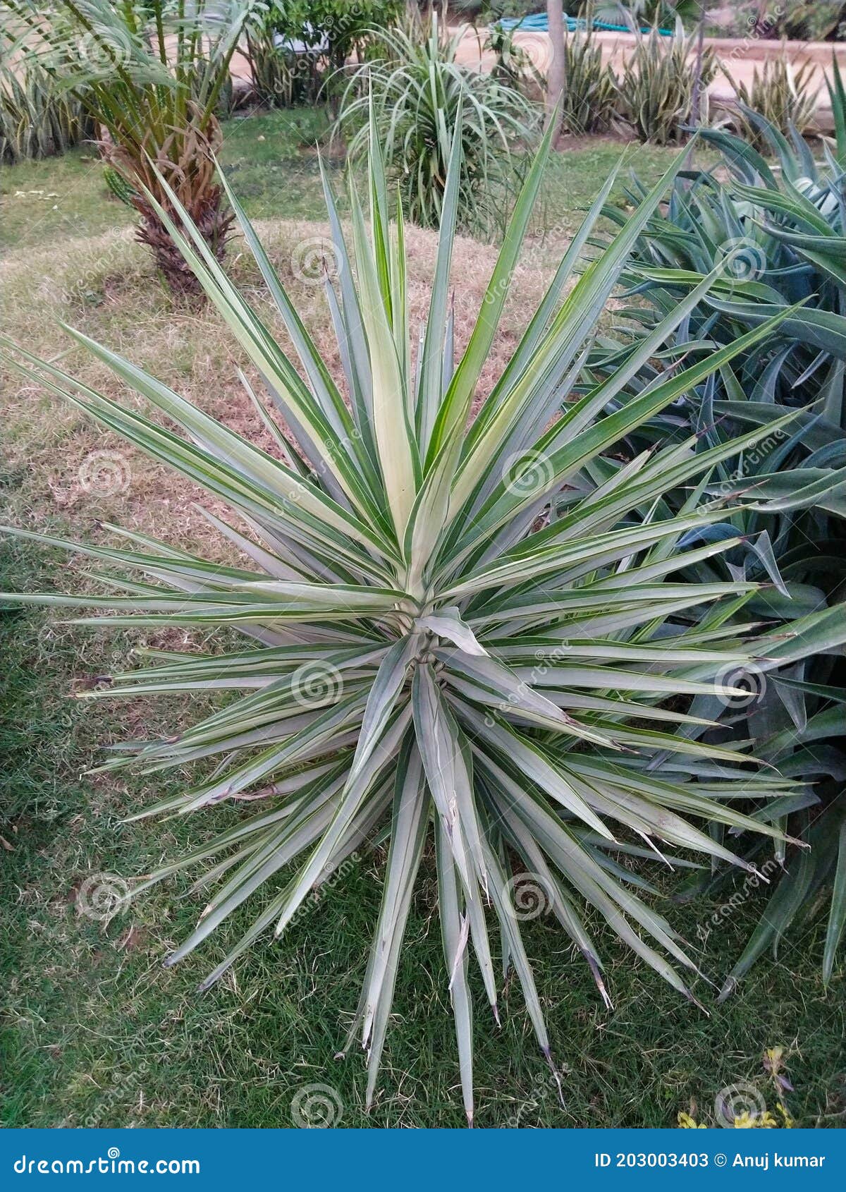 Nature with alovera stock image. Image of nature, frees - 203003403