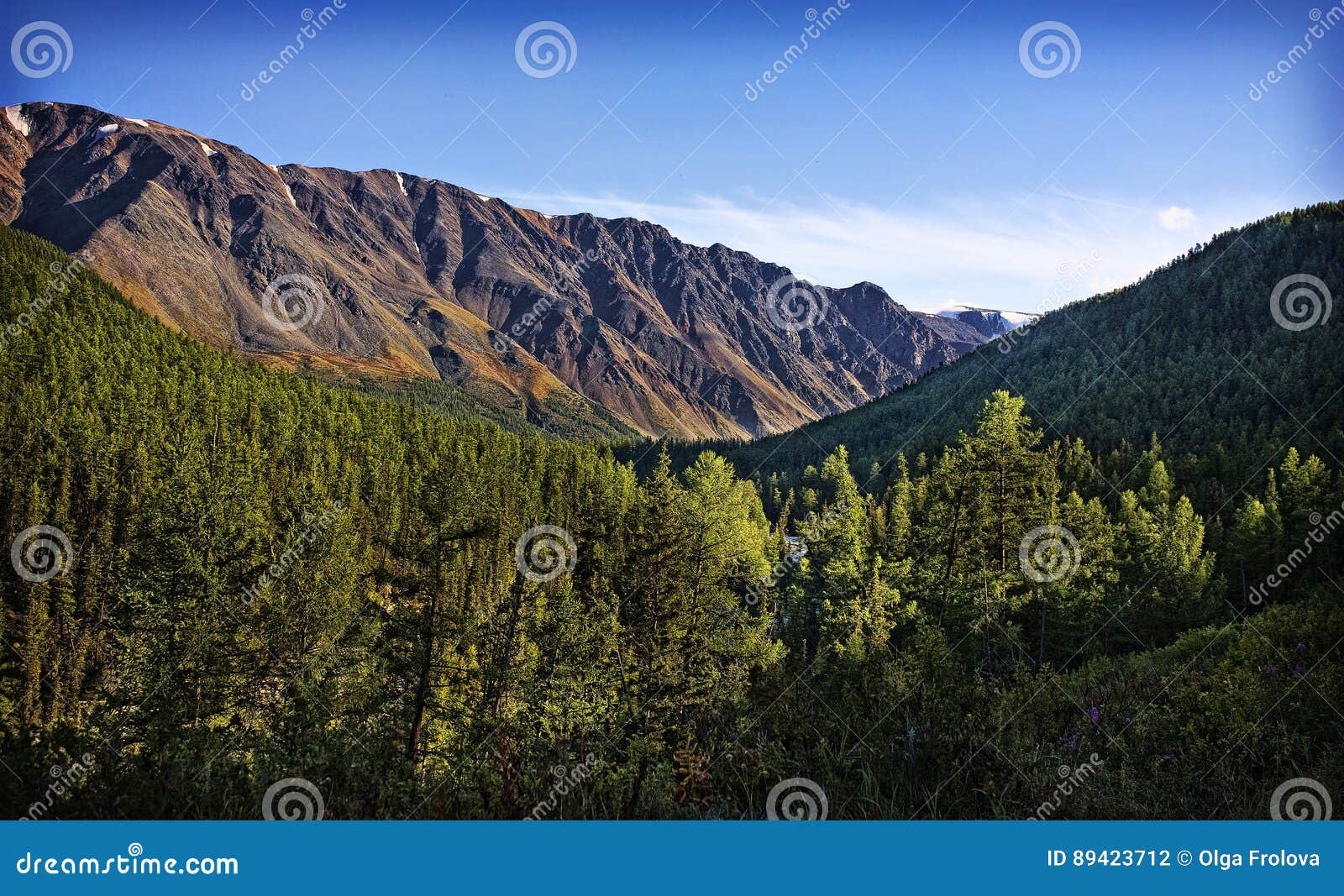 Nature of the Altai Mountains Stock Photo - Image of forest, russia ...