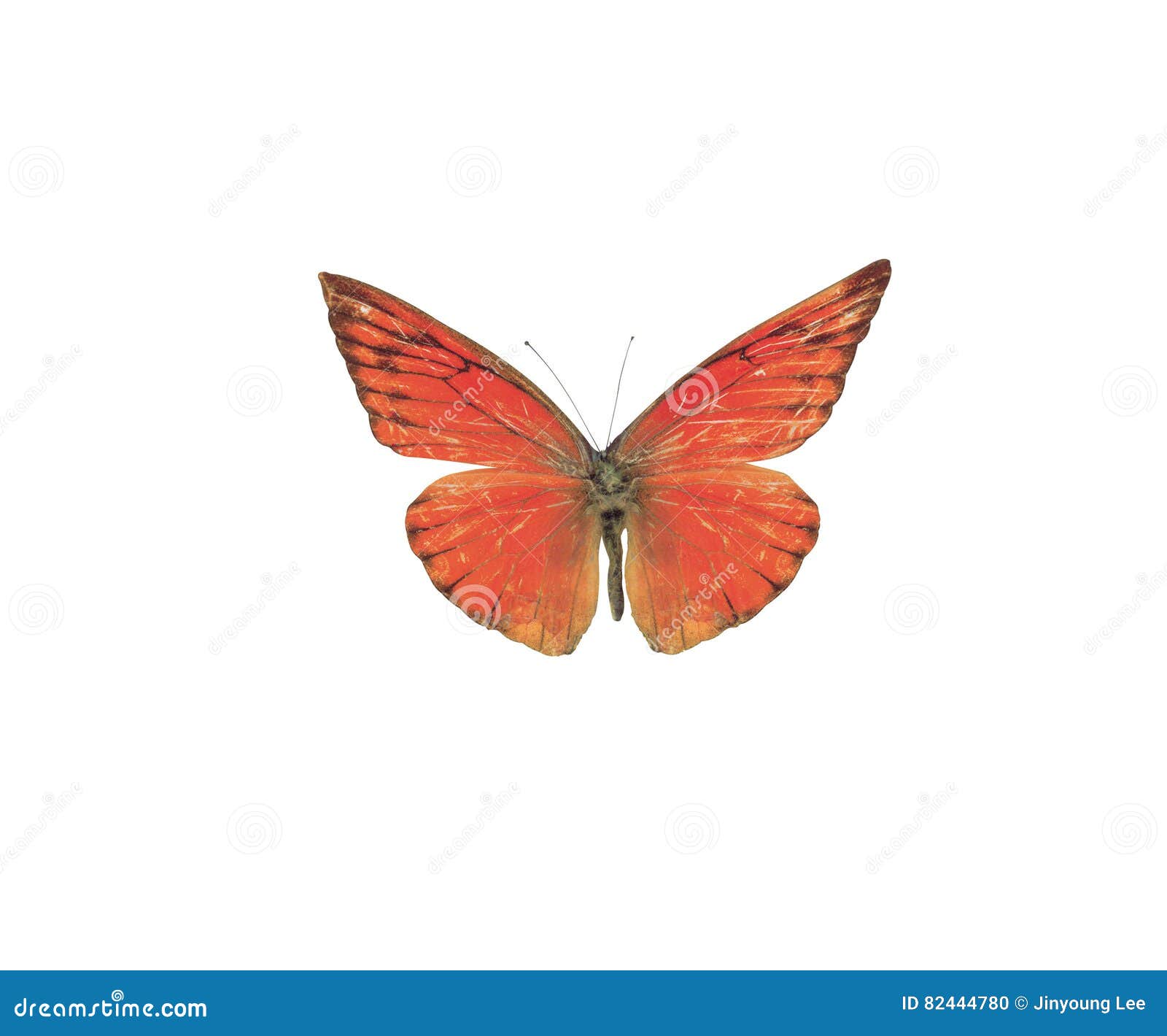 Nature stock photo. Image of group, swarm, animal, nature - 82444780