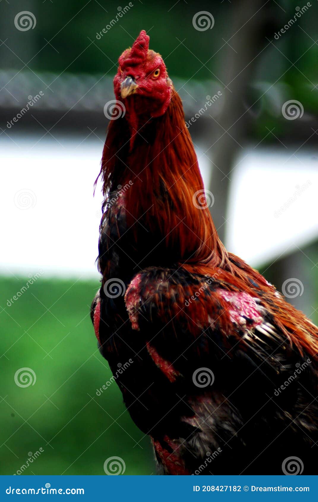 This nature animal chicken stock photo. Image of nature - 208427182