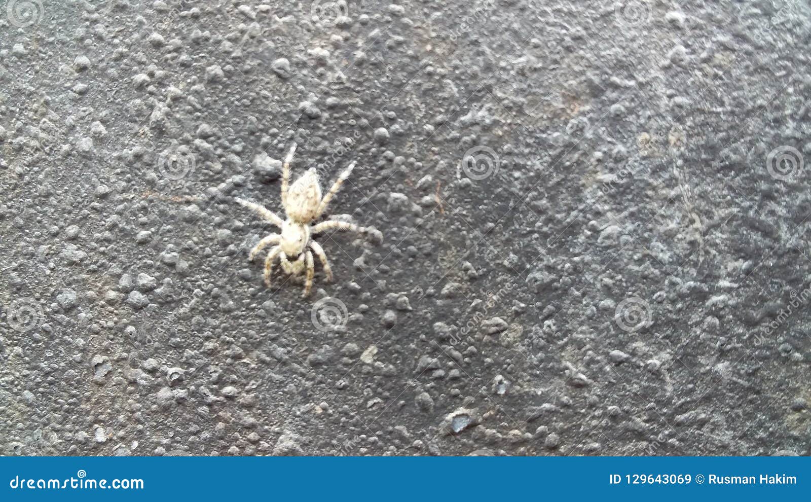 Spider stock image. Image of walltexture, texture, wildlife - 129643069