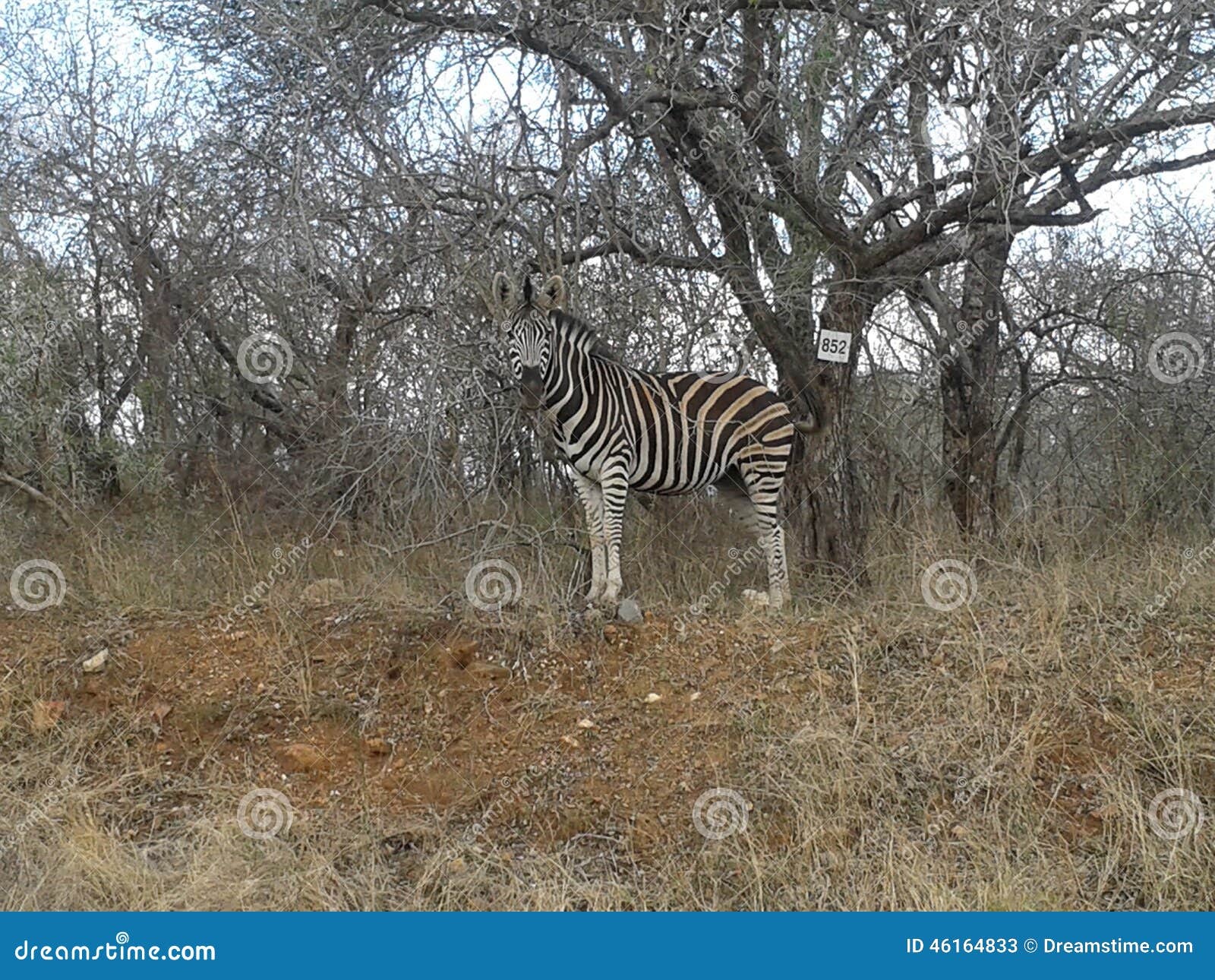 Nature stock image. Image of park, nature, landscape - 46164833