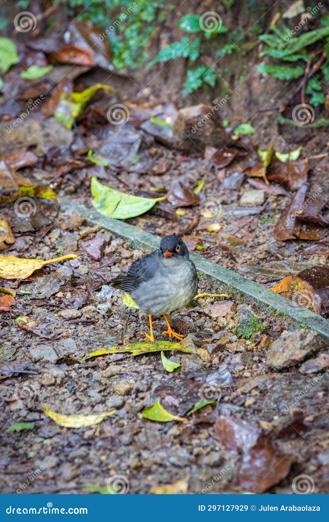 Nature and Animals in Monteverde Cloud Forest (Costa Rica) Stock Image ...