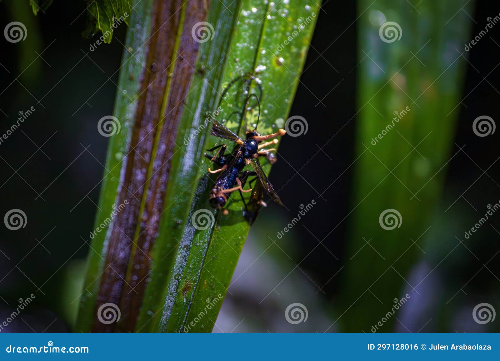 Nature and Animals in Monteverde Cloud Forest (Costa Rica) Stock Photo ...