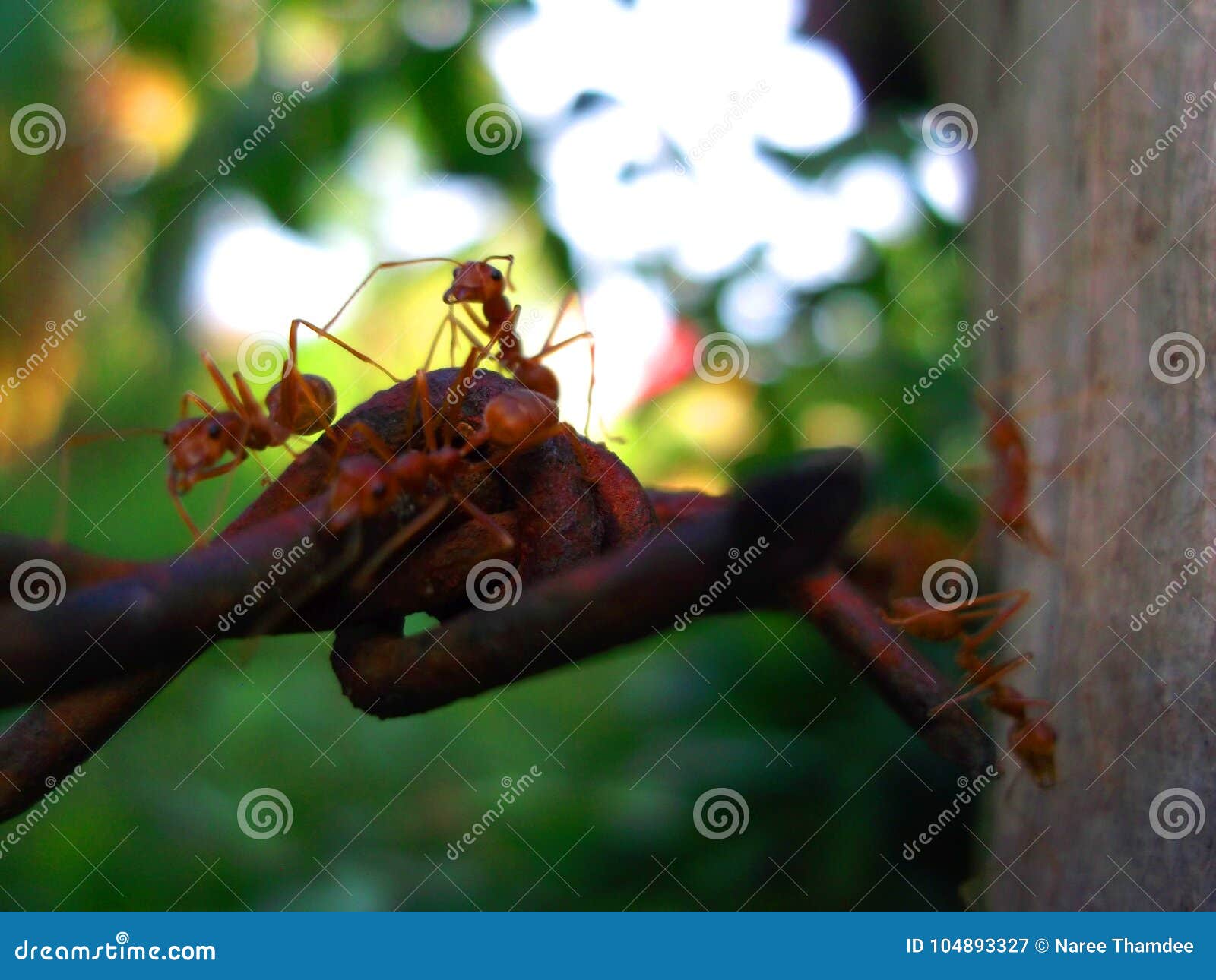 The Nature of Ants. Teamwork of Ants Stock Image - Image of antsnants ...