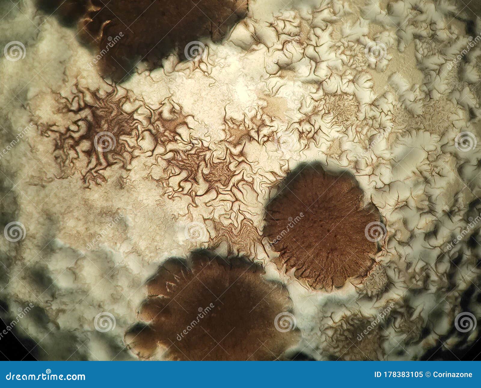 The Art of Nature Microscope View of Bacillus and Other Bacteria ...