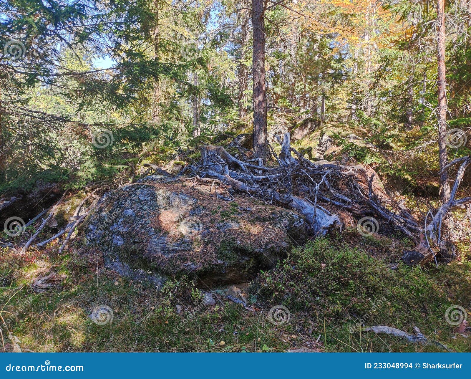 Nature Artwork Outdoors Special Combination of Different Natural ...